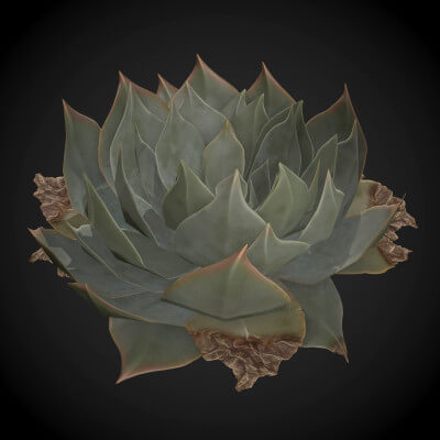 Live Forever Succulent - 3D Model by yn-delmund