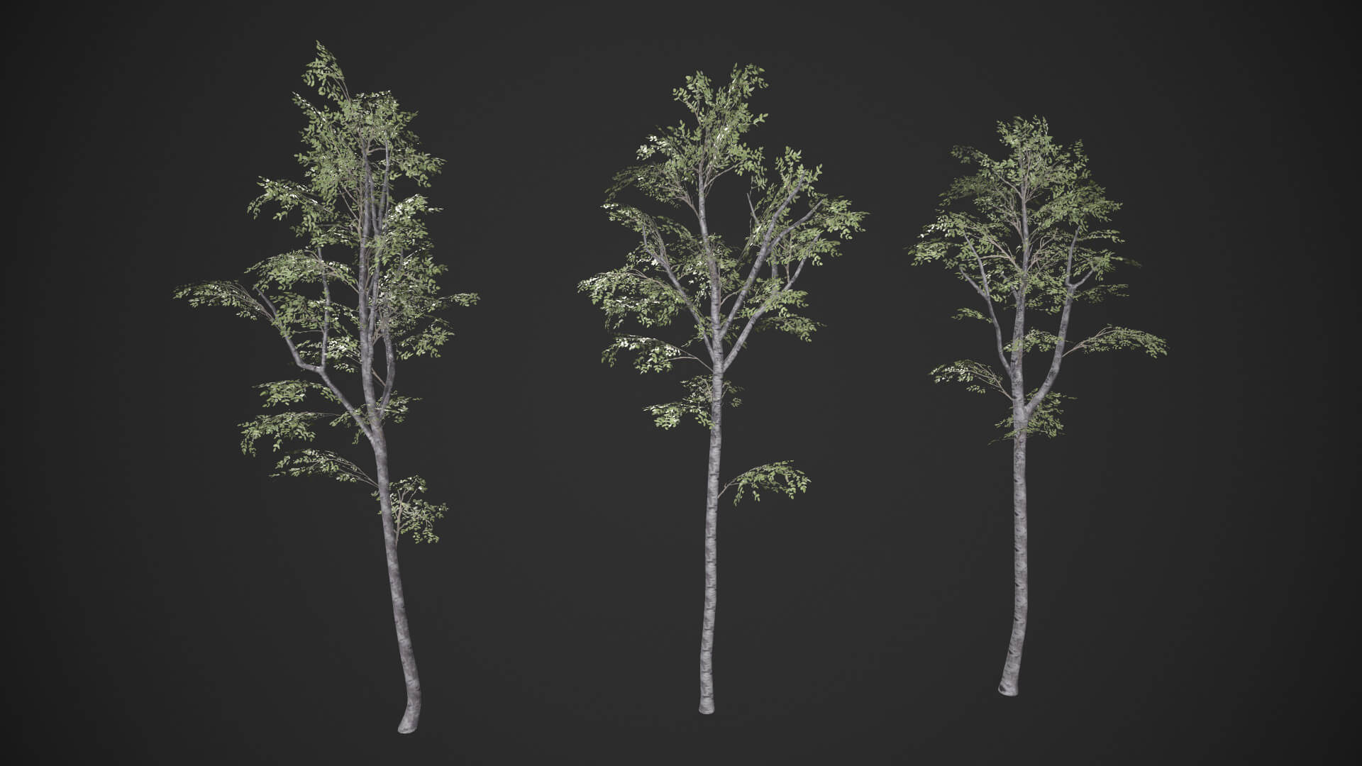 Low Poly Birch Trees - 3D Model by yn-delmund