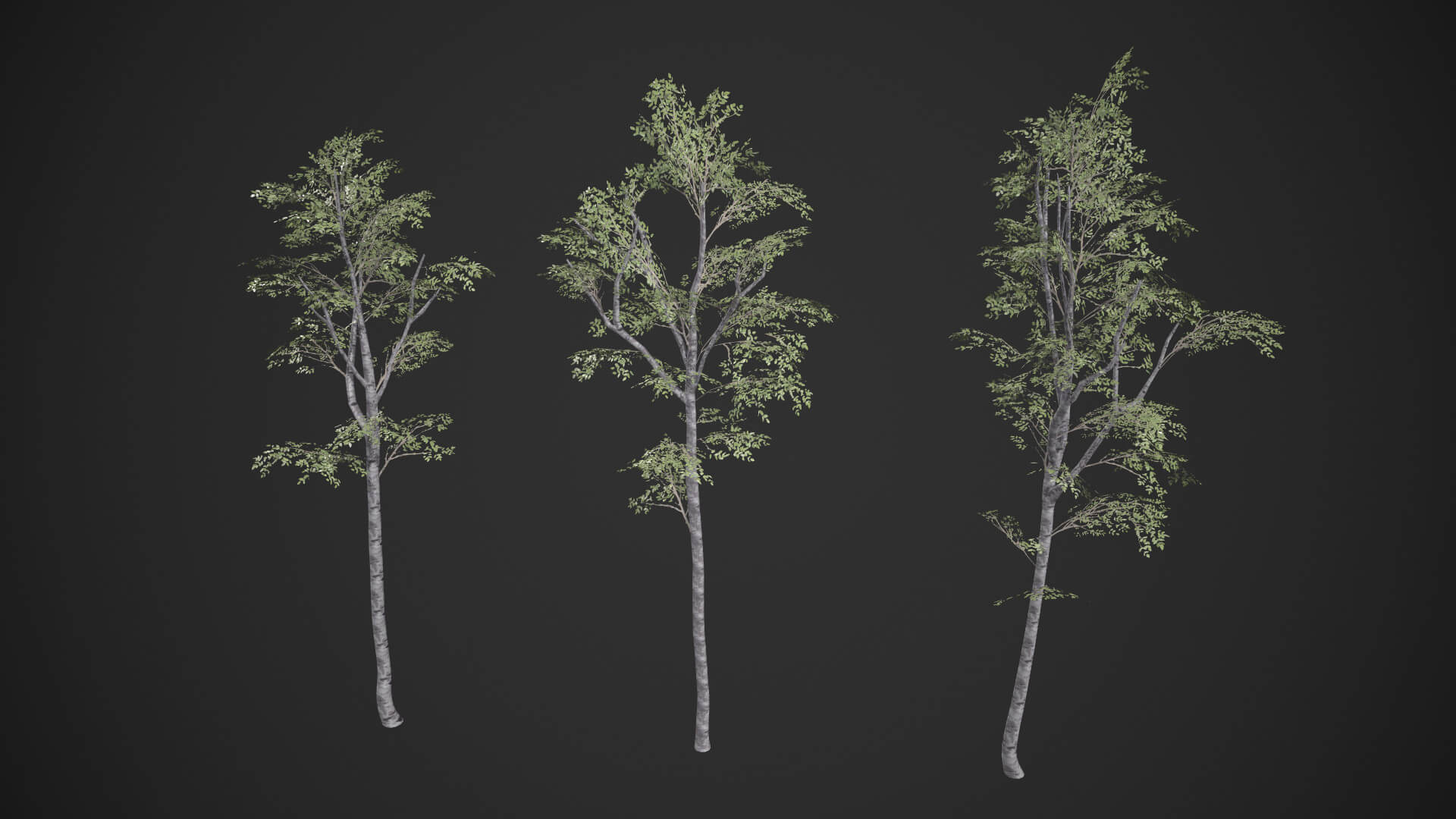 Low Poly Birch Trees - 3D Model by yn-delmund