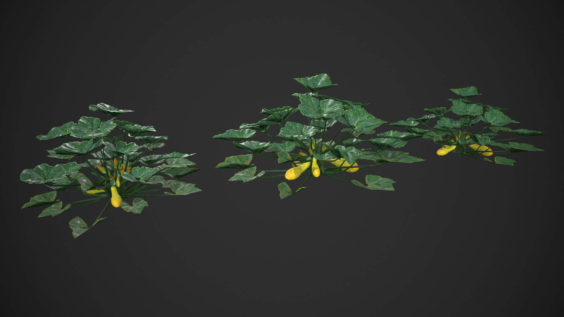 Squash Plant - 3D Model by yn-delmund