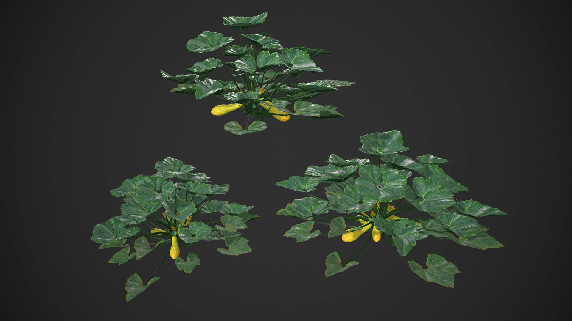 Squash Plant - 3D Model by yn-delmund