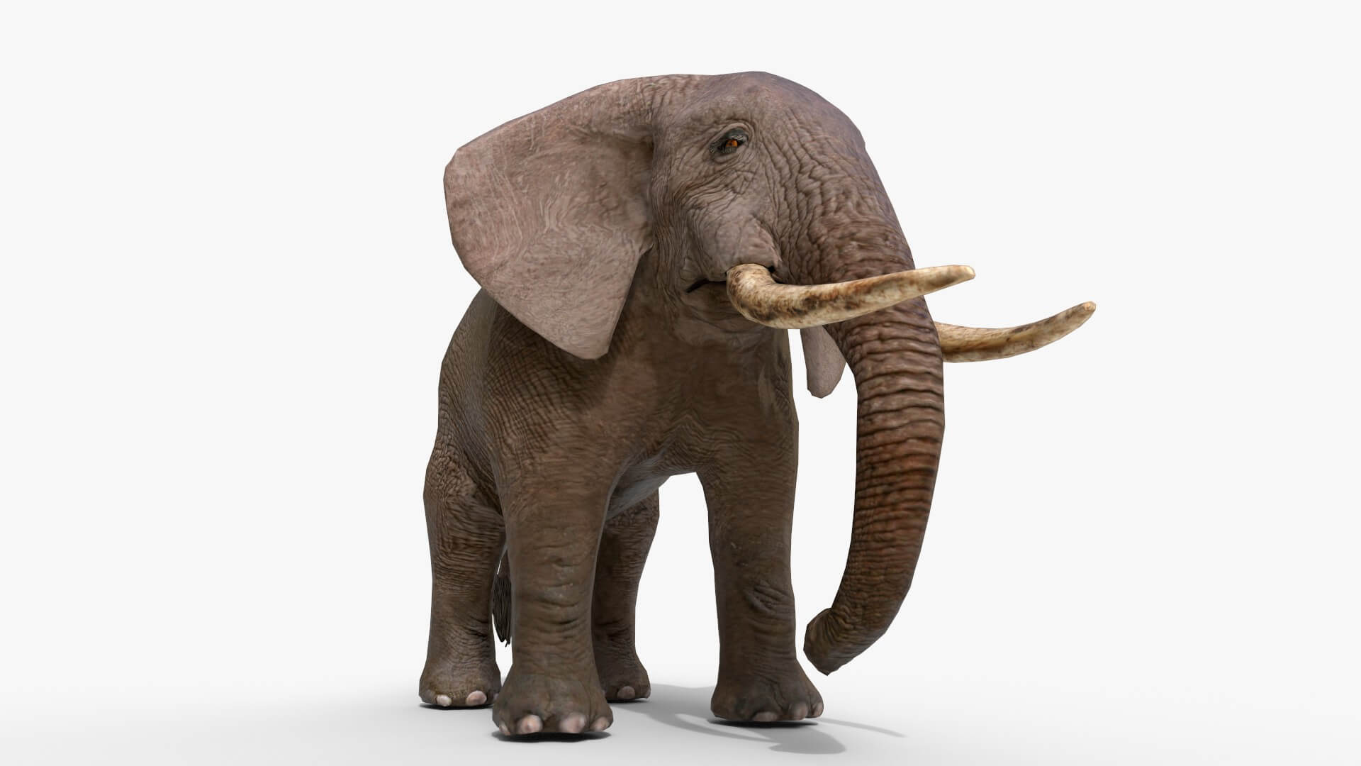 Elephant African Low Poly - 3D Model by yousaf