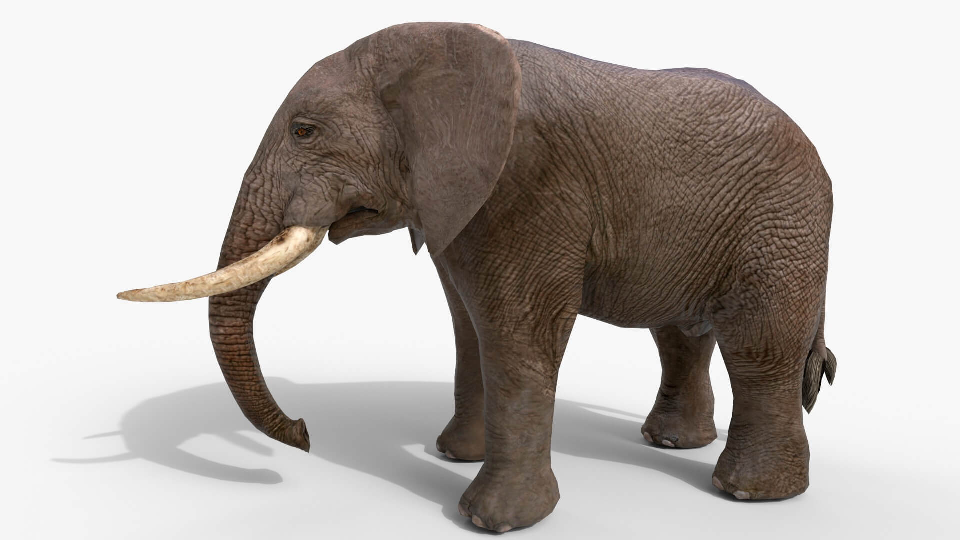Elephant African Low Poly - 3D Model by yousaf