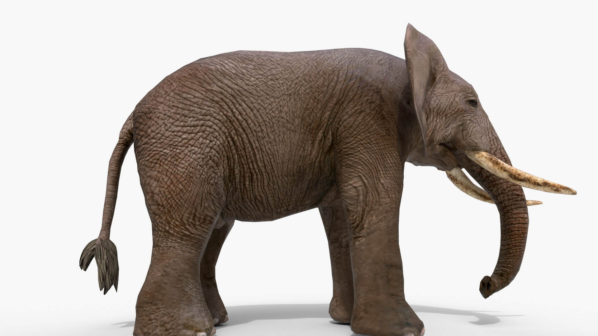 Elephant African Low Poly - 3D Model by yousaf