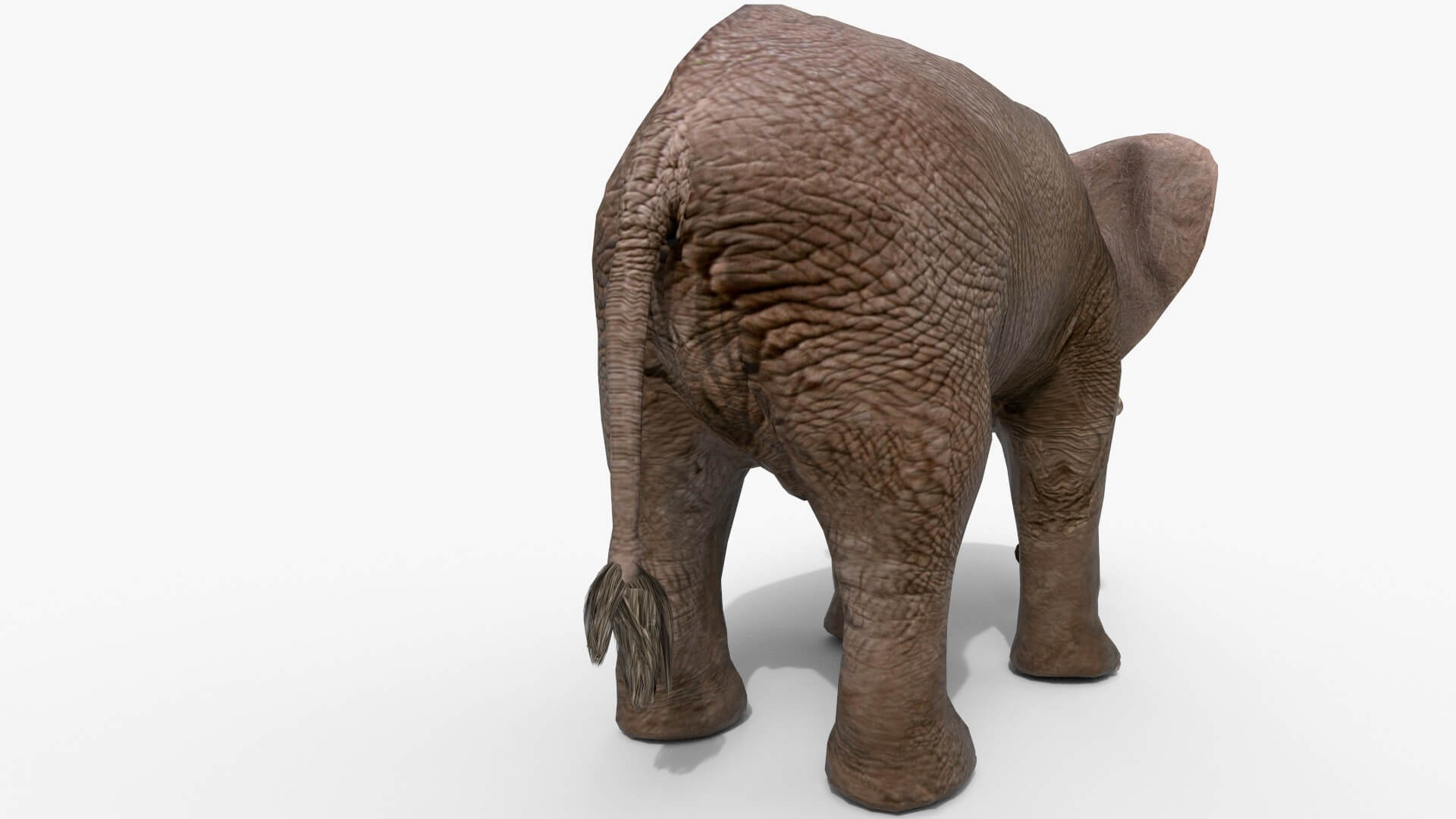 Elephant African Low Poly - 3D Model by yousaf