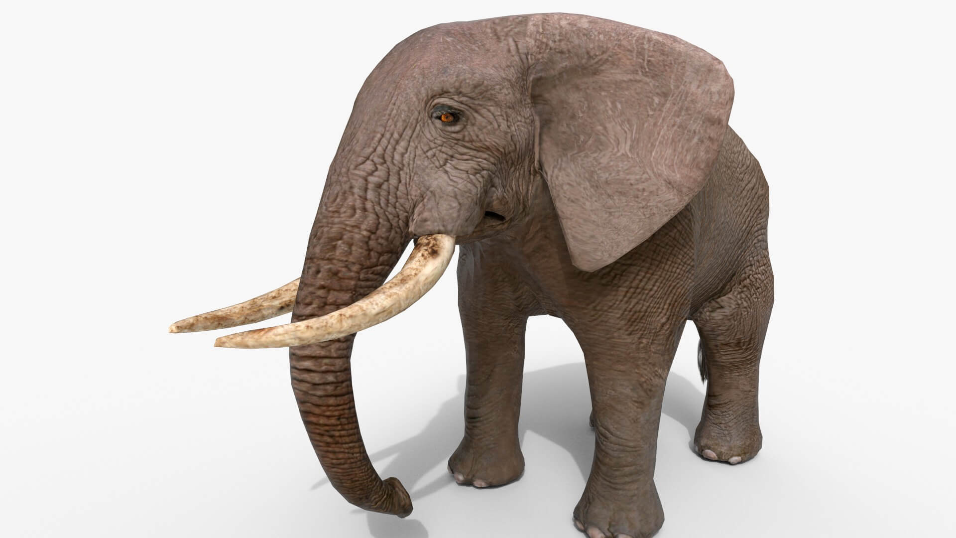 Elephant African Low Poly - 3D Model by yousaf