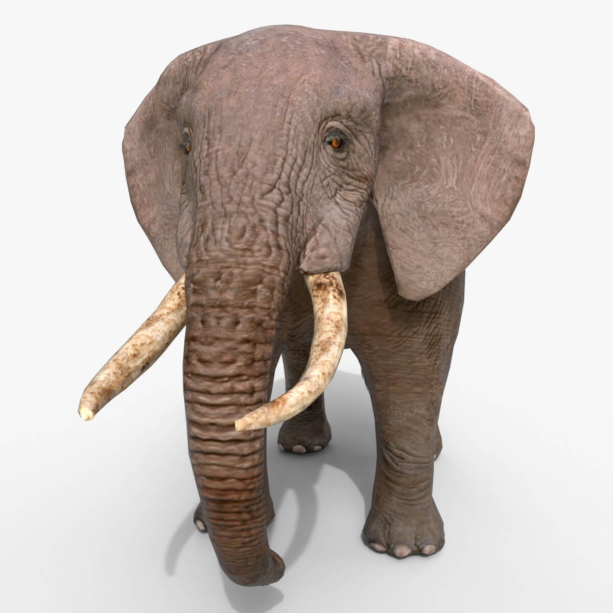 Elephant African Low Poly - 3D Model by yousaf