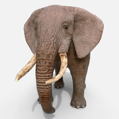 Maya 3D Models | Animals | Elephants | RenderHub