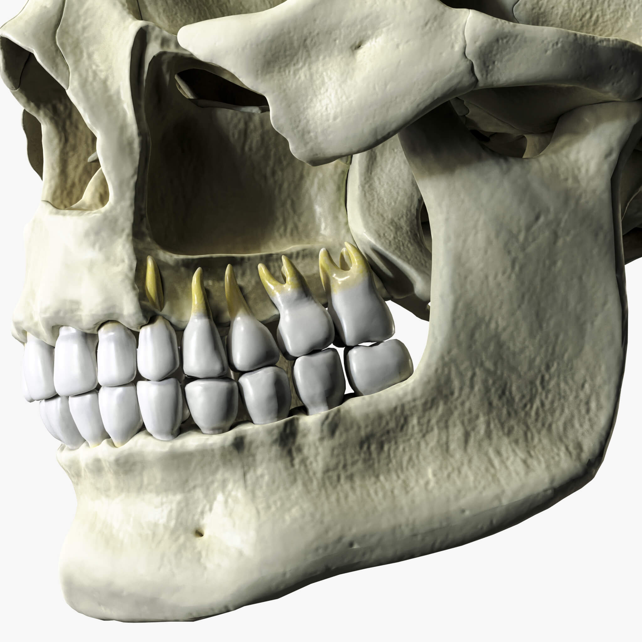Anatomical Atlas of The Human Skull - 3D Model by zames1992d