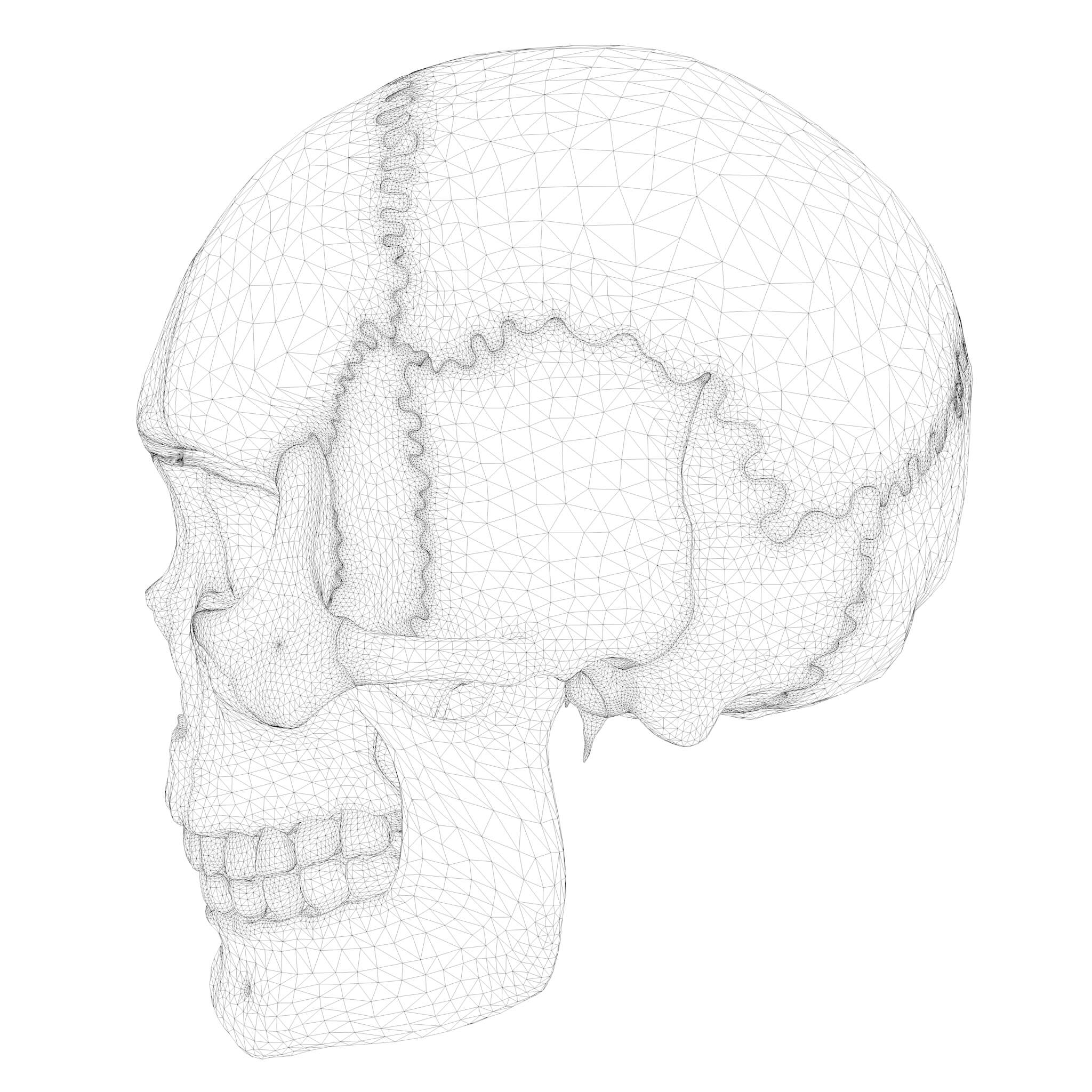 Anatomical Atlas of The Human Skull - 3D Model by zames1992d