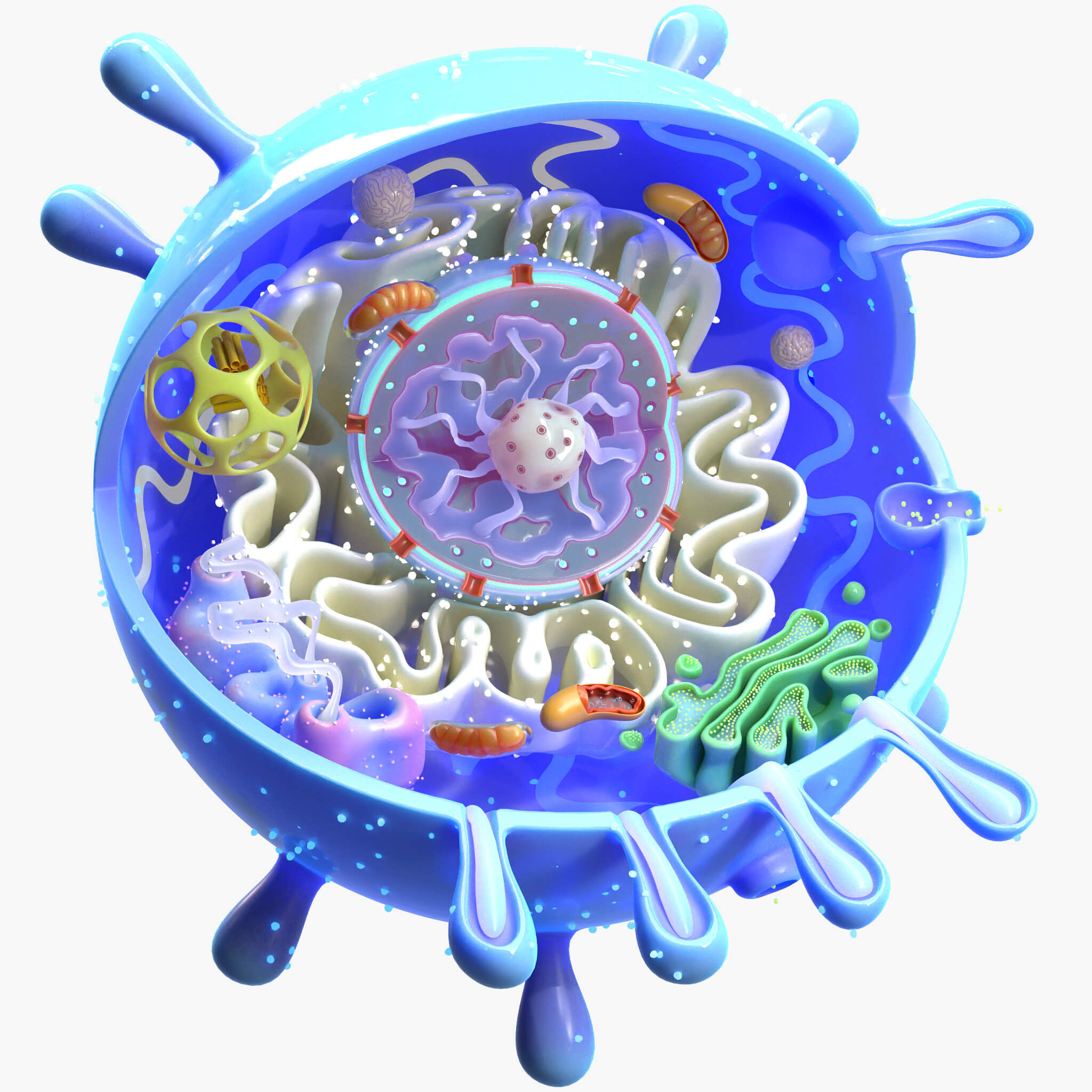 Animal Cell Structure - 3D Model by zames1992d