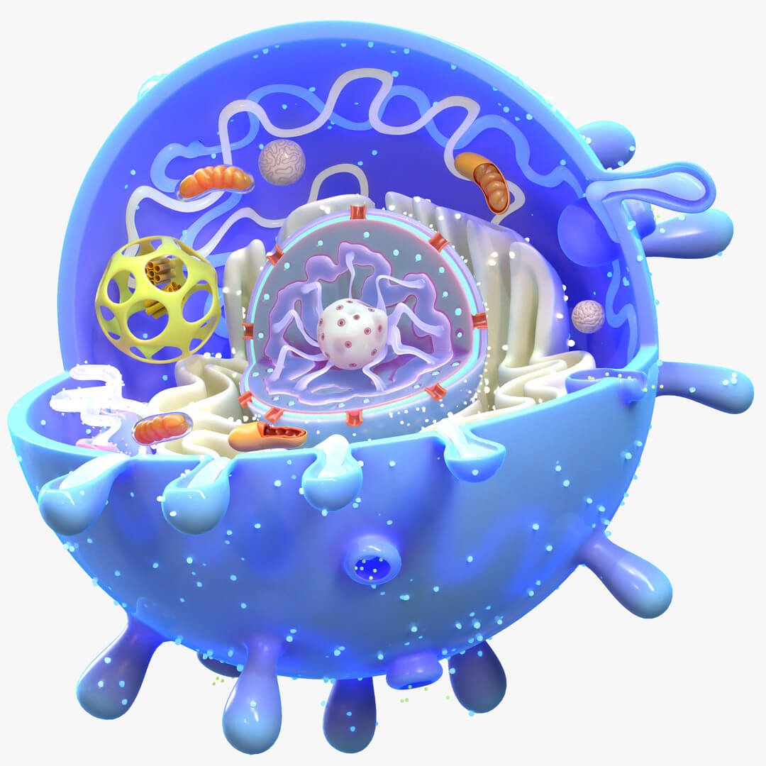 Animal Cell Structure - 3D Model by zames1992d