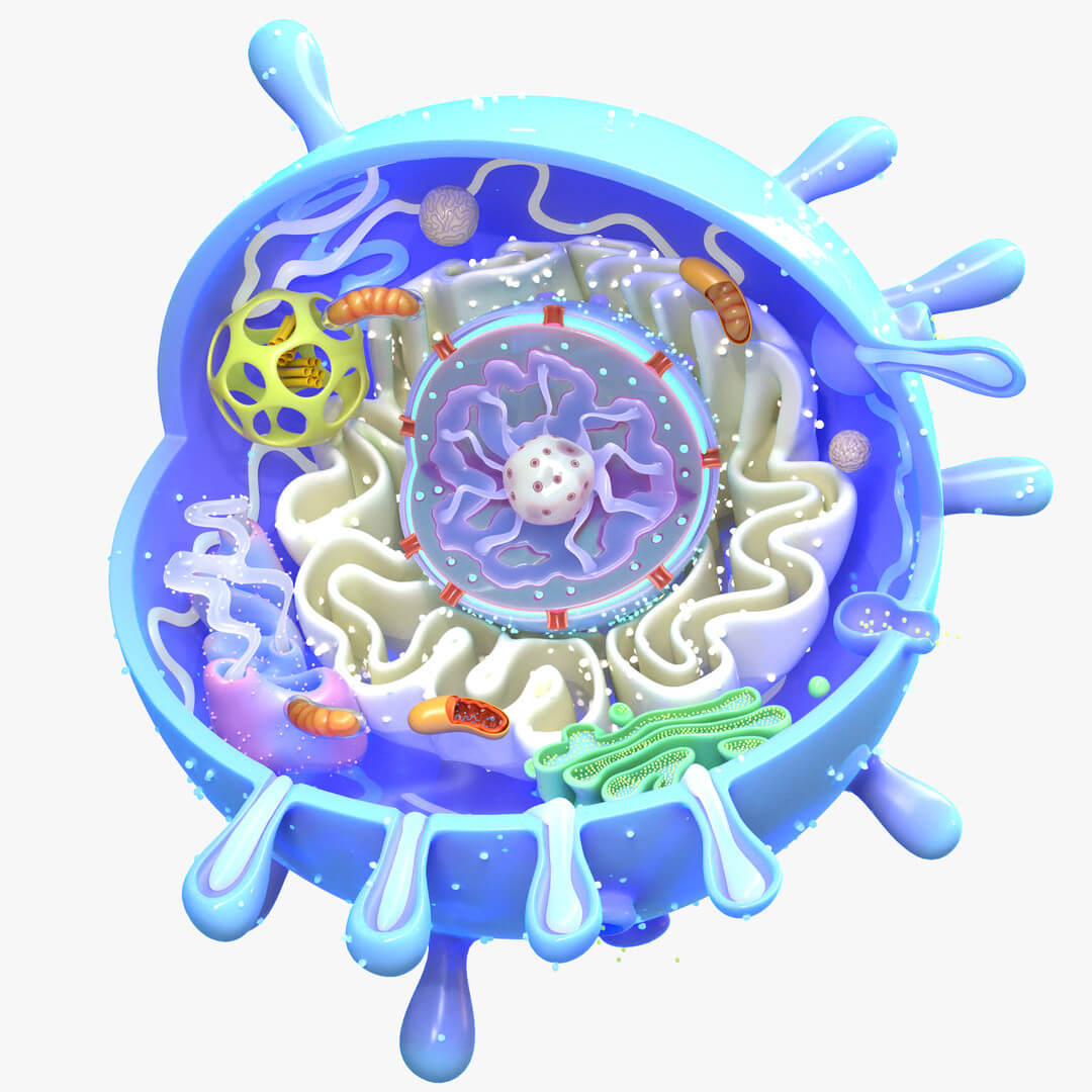 Animal Cell Structure - 3D Model by zames1992d