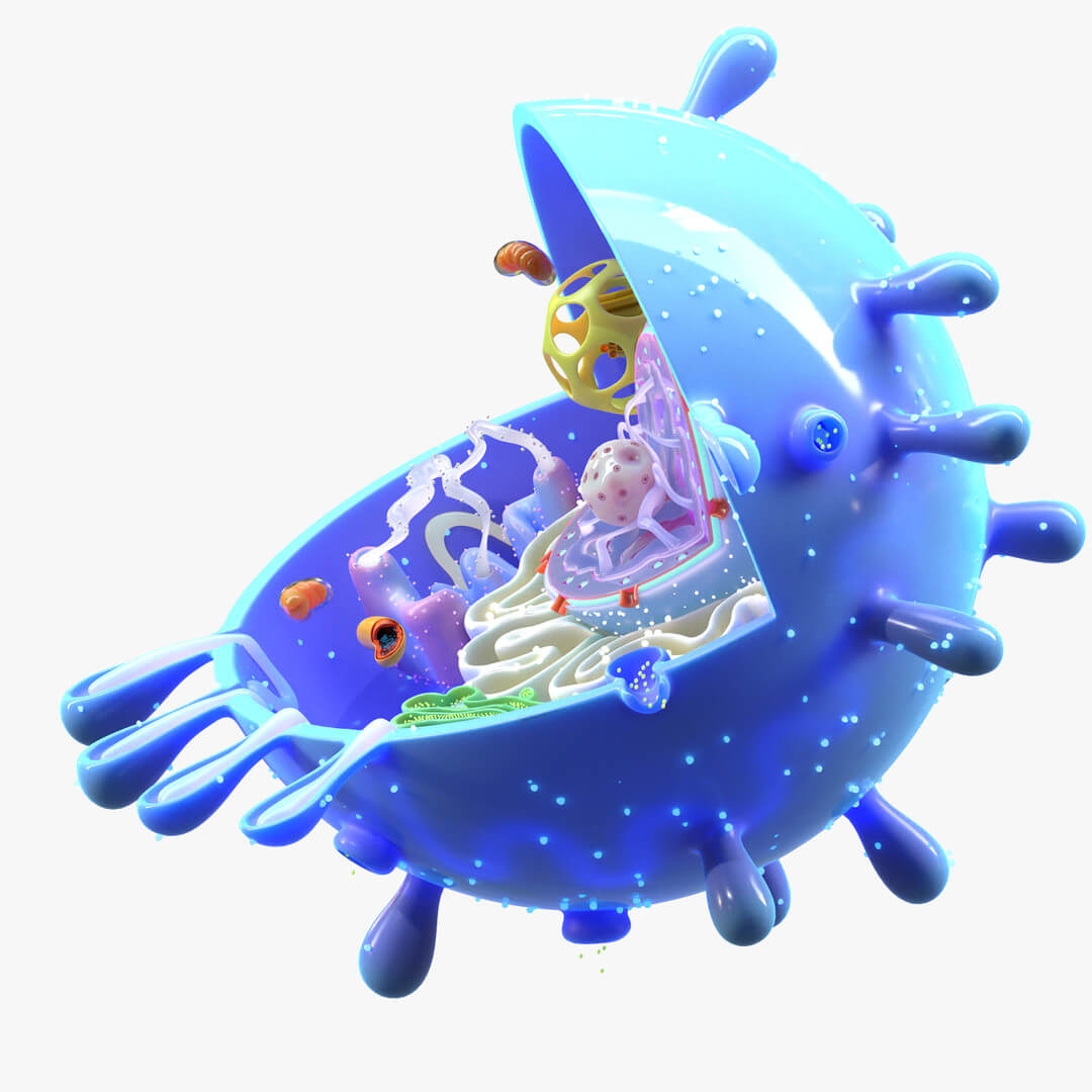Animal Cell Structure - 3D Model by zames1992d