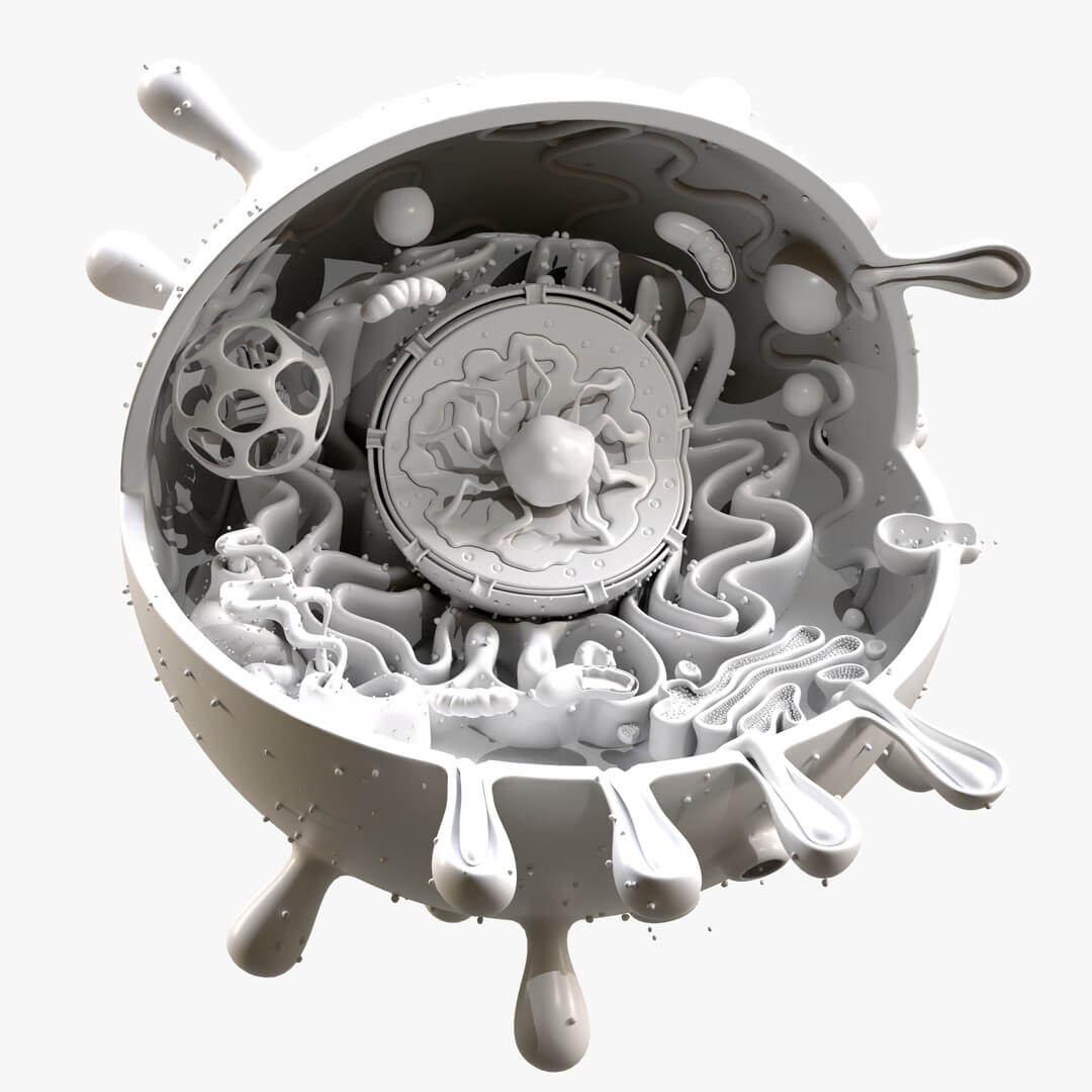 Animal Cell Structure - 3D Model by zames1992d