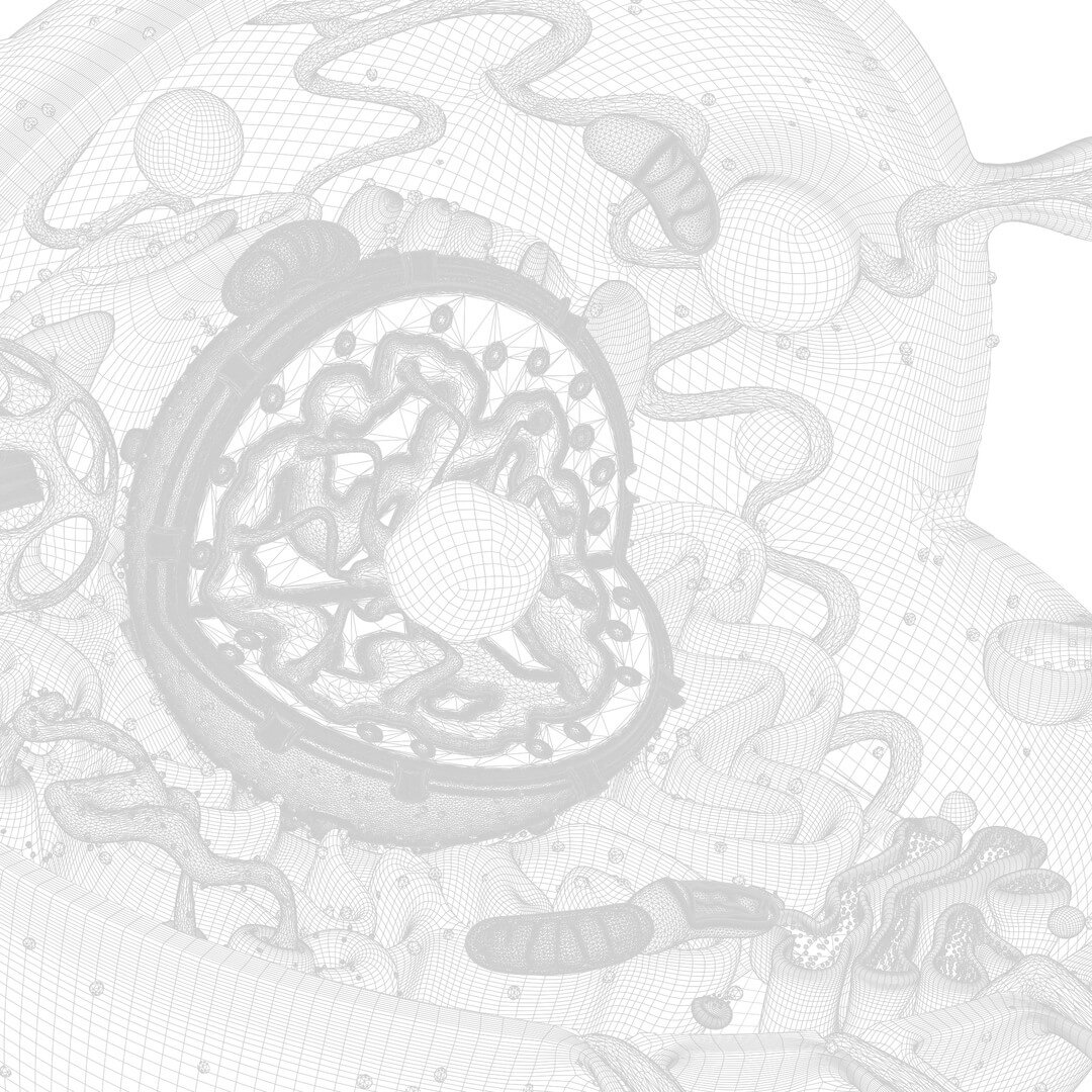 Animal Cell Structure - 3D Model by zames1992d