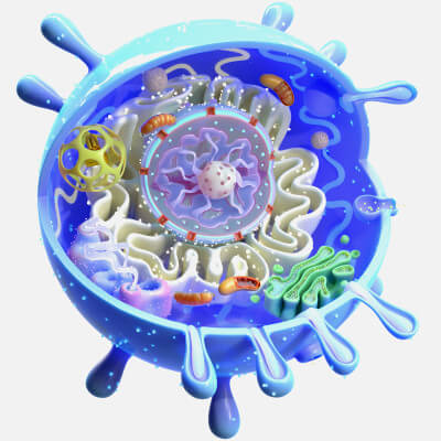 Animal Cell Structure - 3D Model by zames1992d