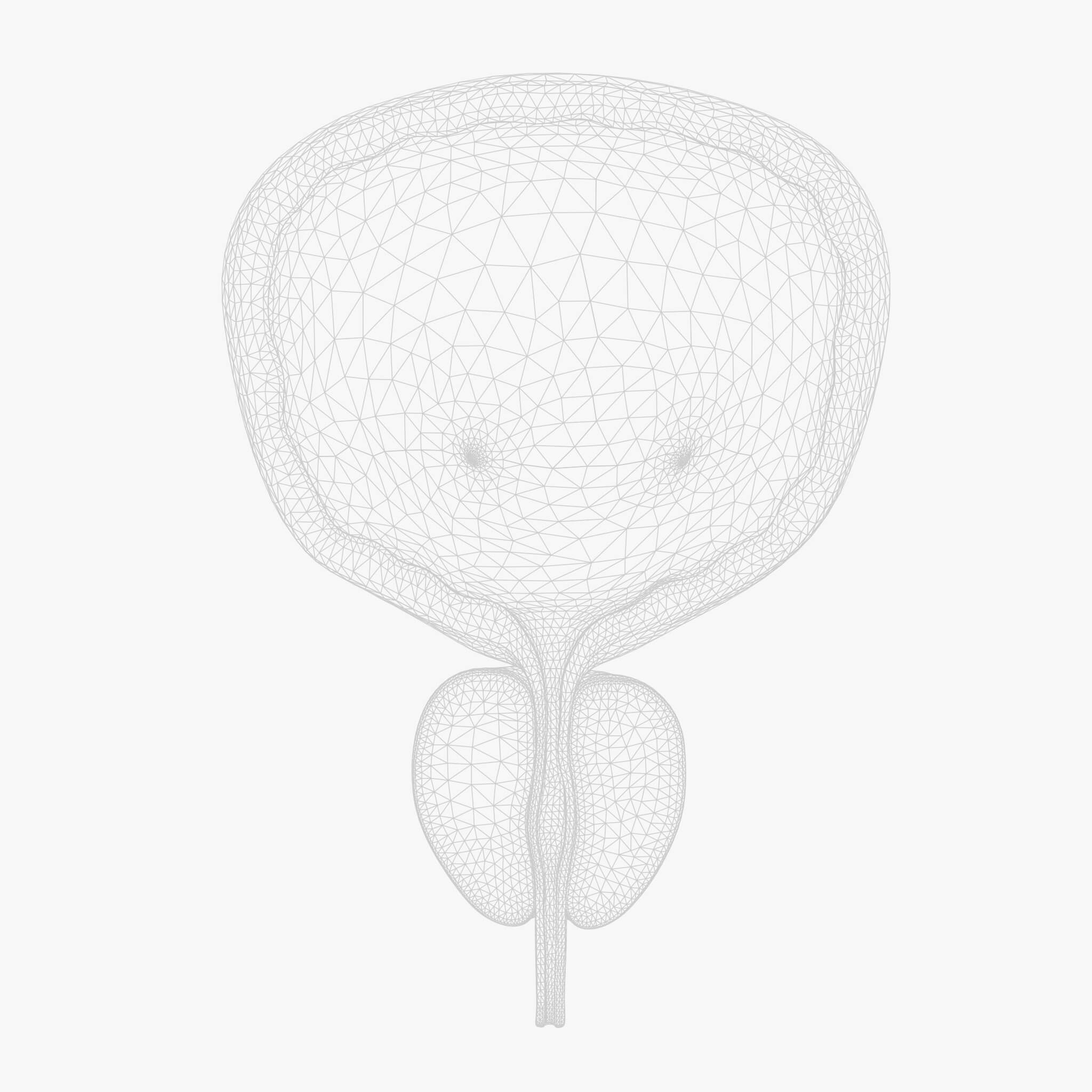 Bladder Cross Section - 3D Model by zames1992d