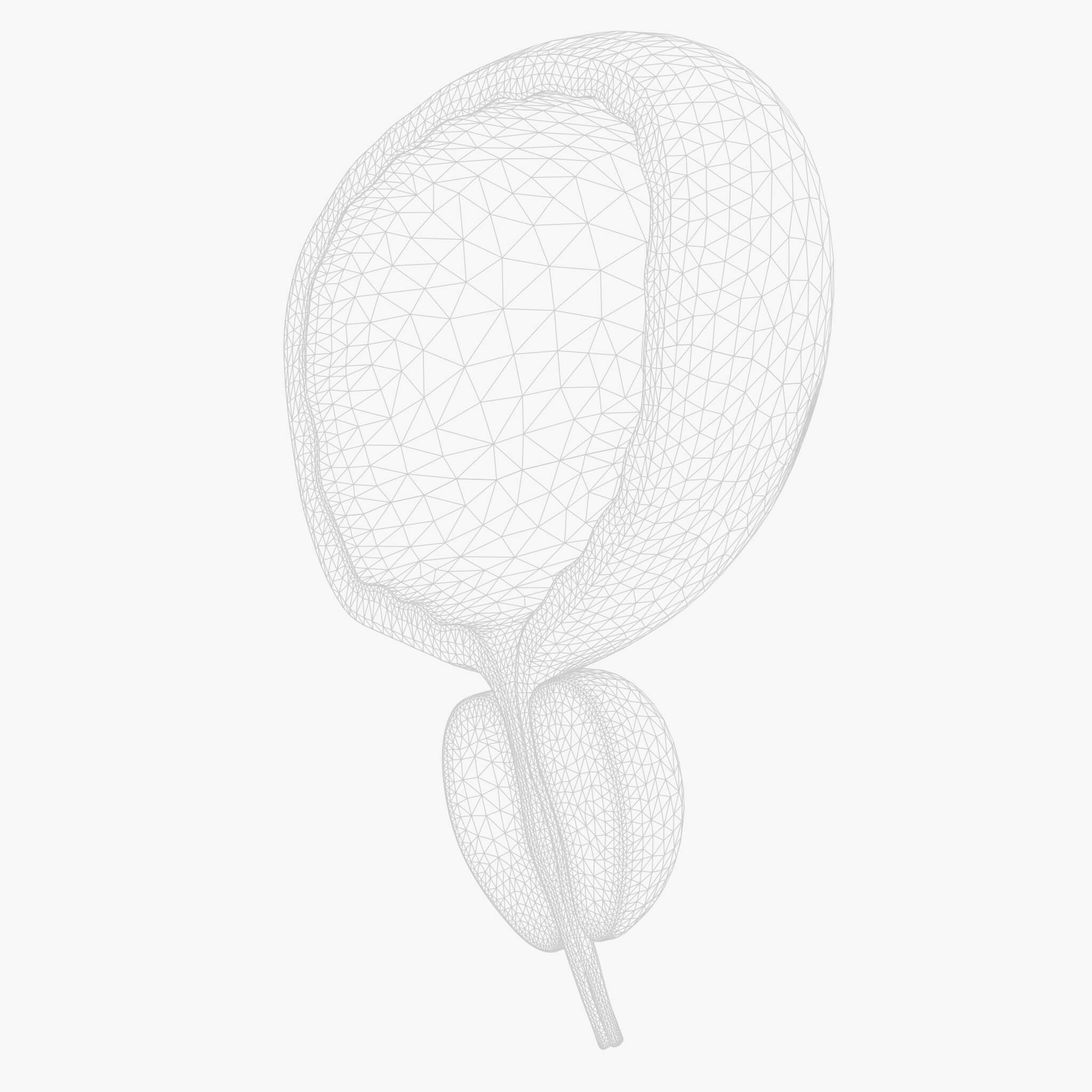 Bladder Cross Section - 3D Model by zames1992d