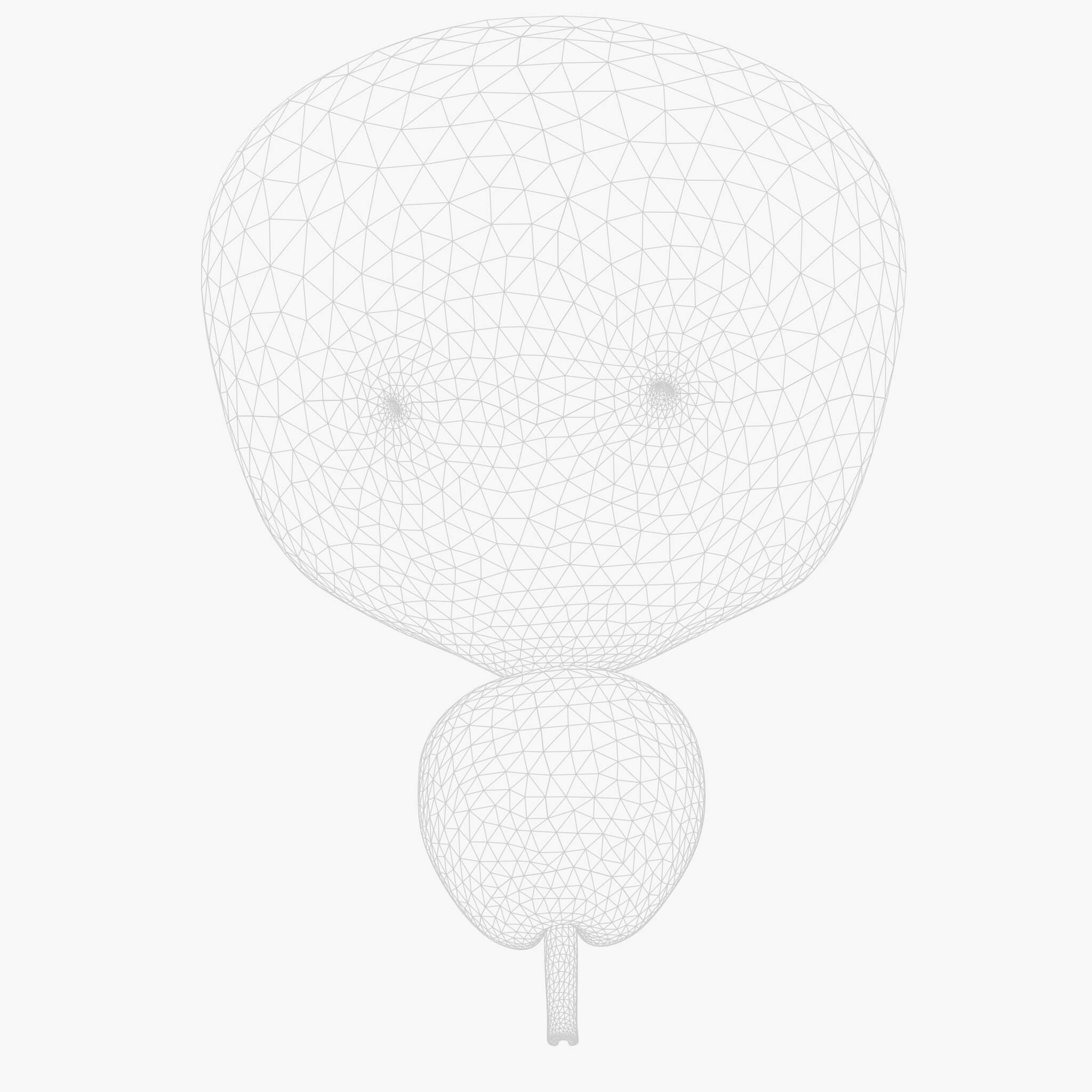 Bladder Cross Section - 3D Model by zames1992d