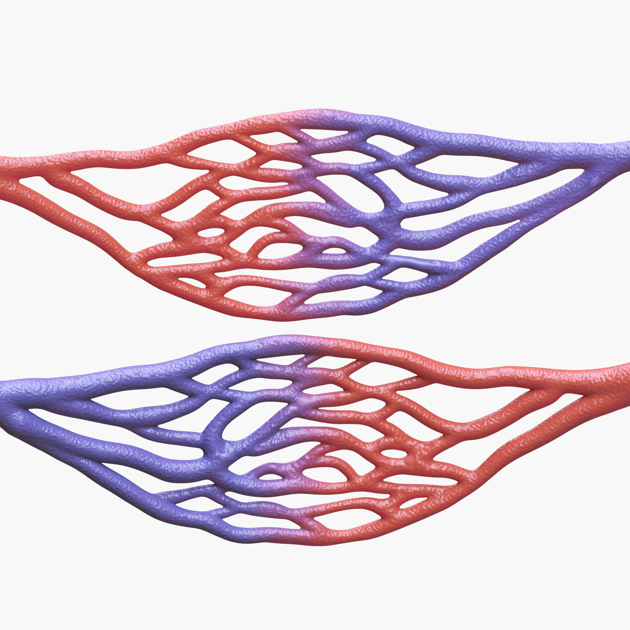 Blood Vessel Cross Section - 3D Model by zames1992d