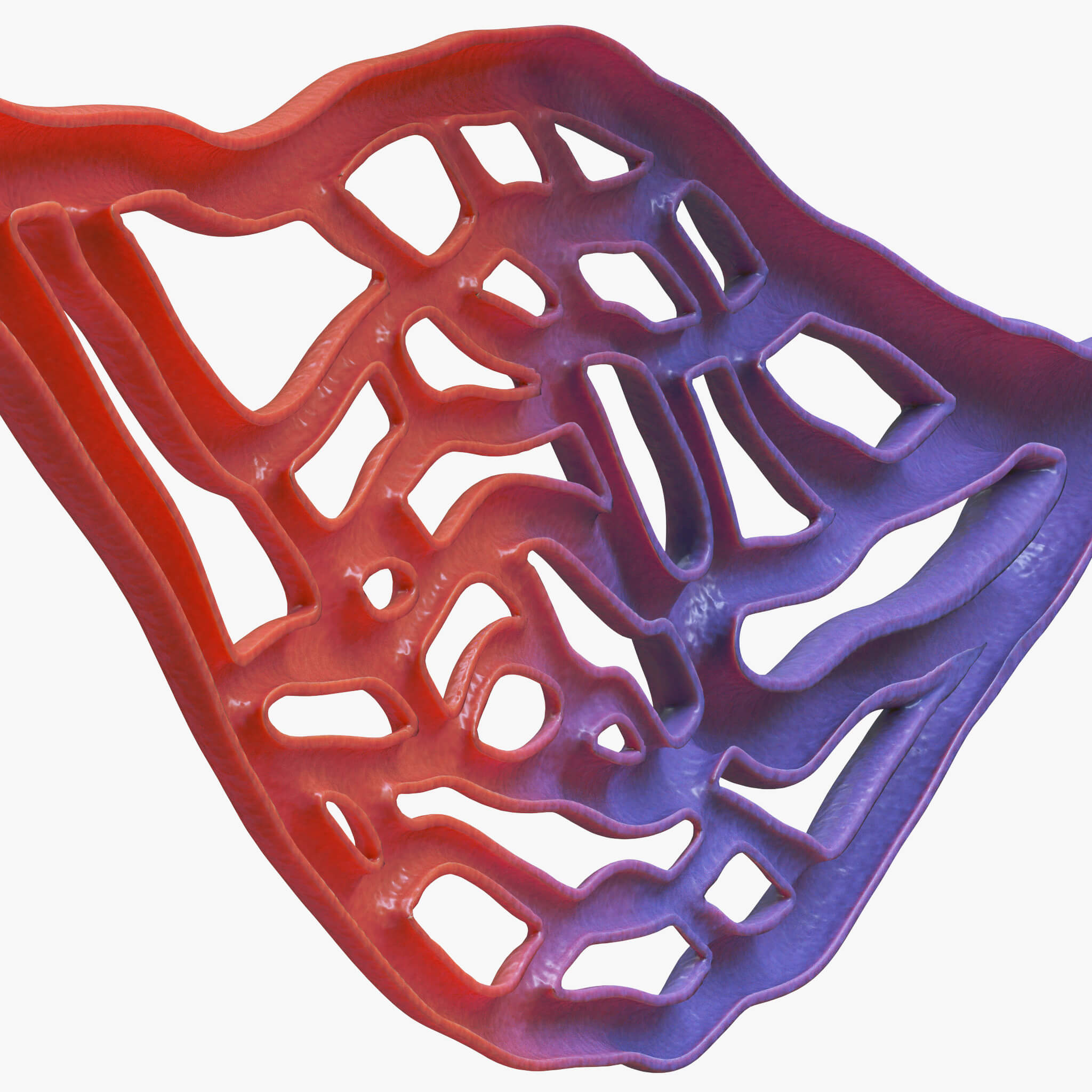 Blood Vessel Cross Section - 3D Model by zames1992d