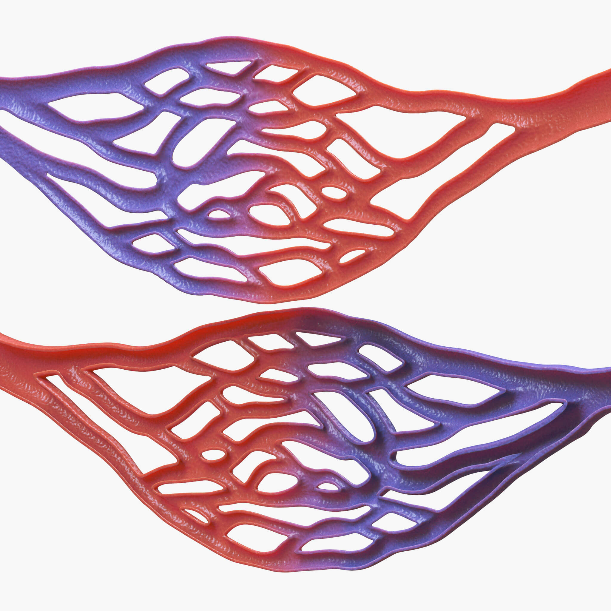 Blood Vessel Cross Section - 3D Model by zames1992d