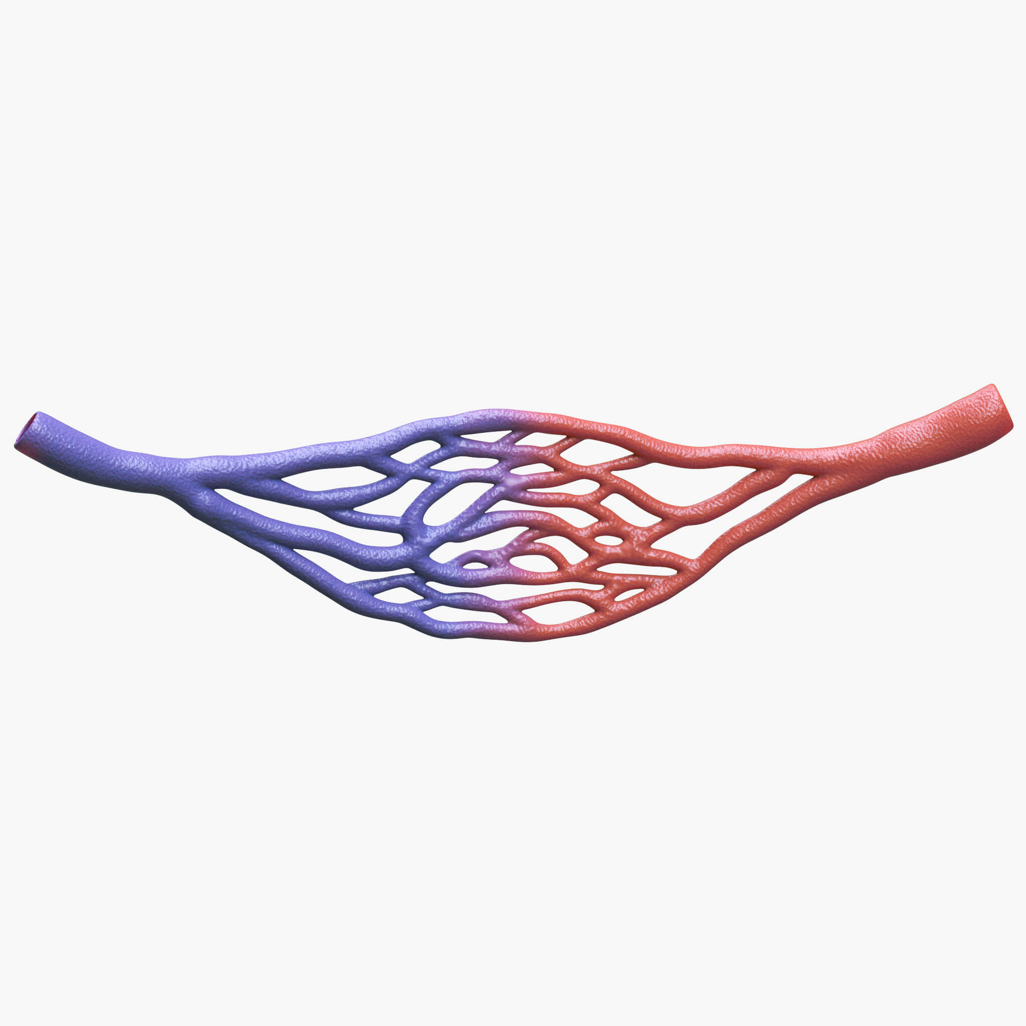 Blood Vessel Cross Section - 3D Model by zames1992d