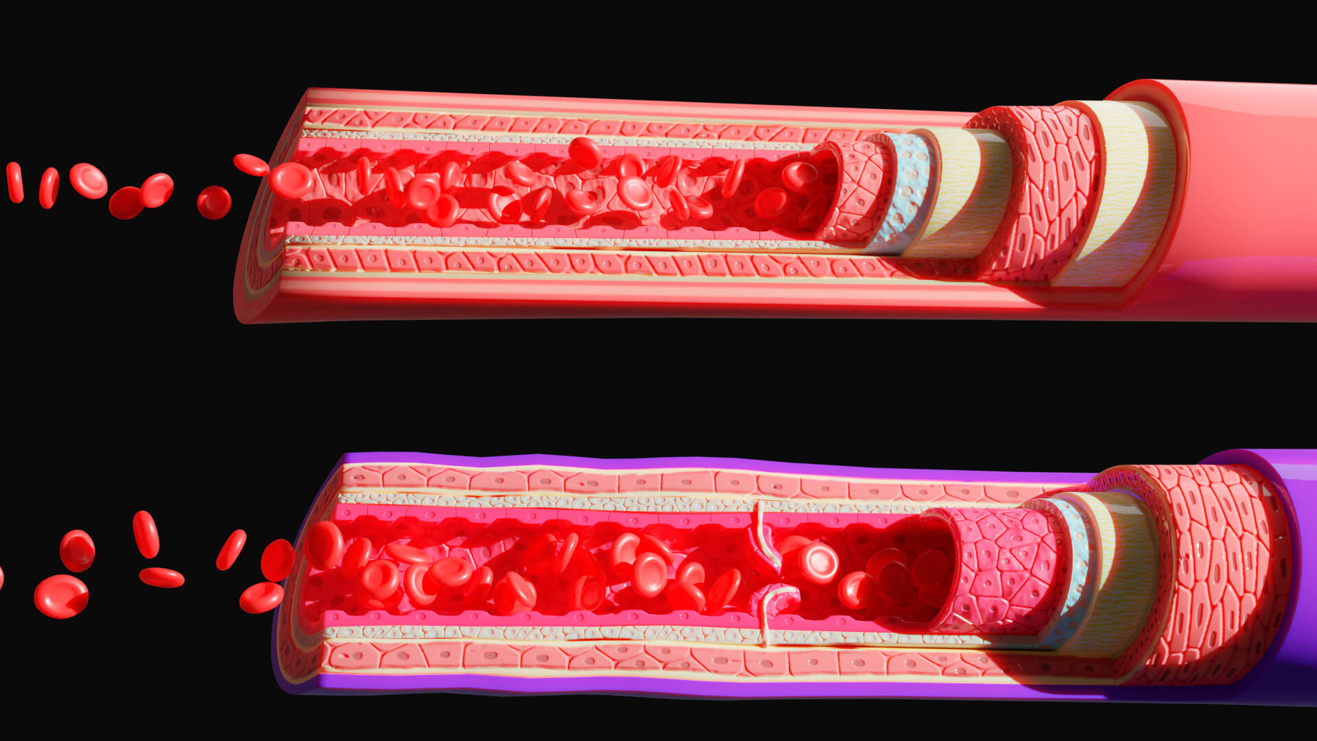Blood Vessels Anatomy 4K - 3D Model by zames1992d