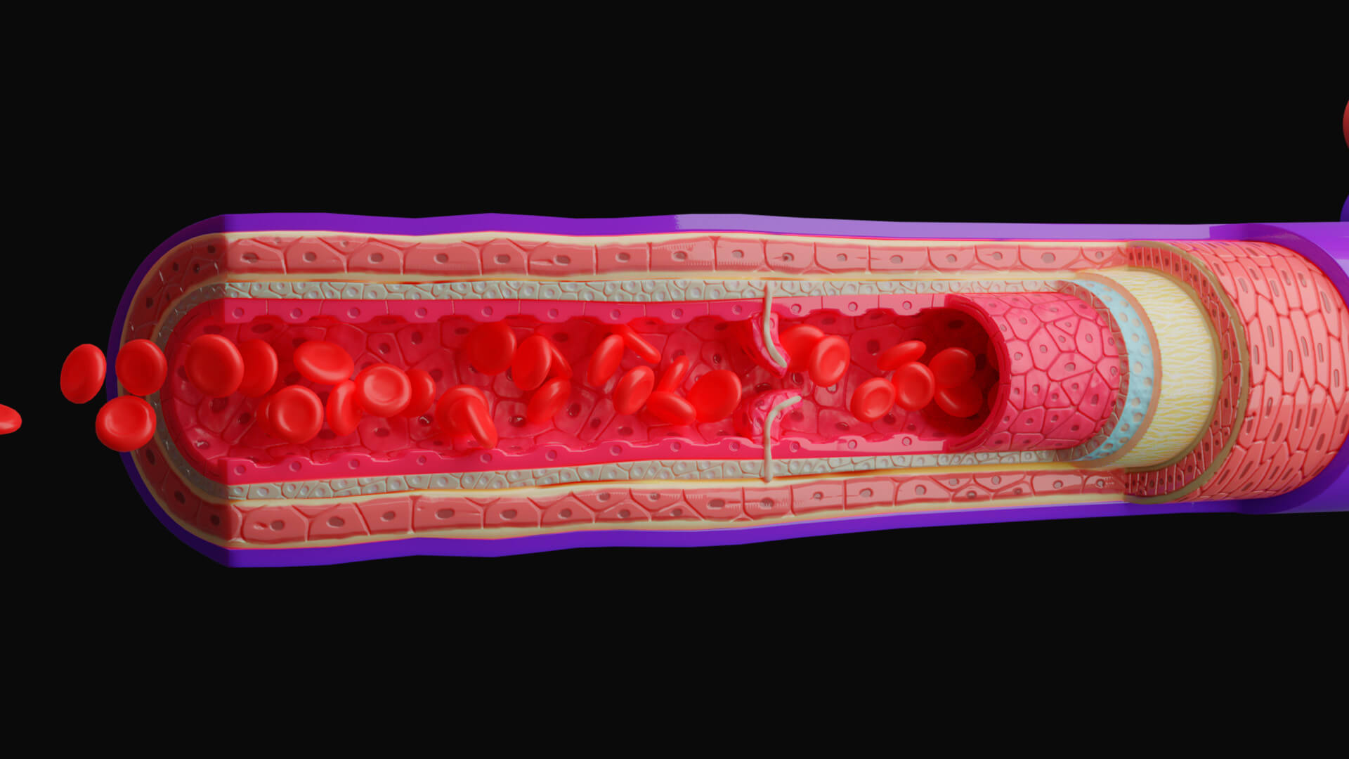 Blood Vessels Anatomy 4K - 3D Model by zames1992d