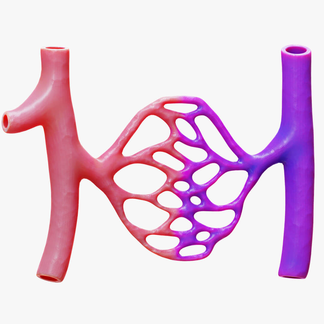 Blood Vessels - 3D Model by zames1992d