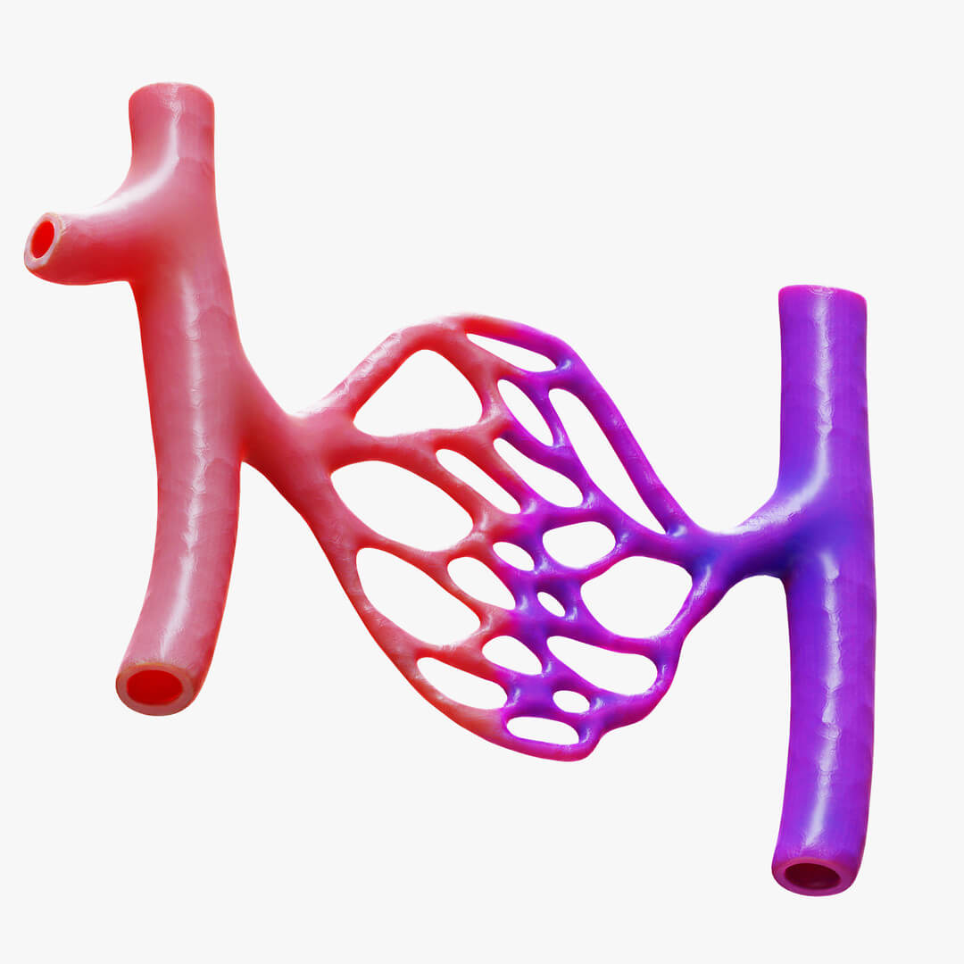 Blood Vessels - 3D Model by zames1992d