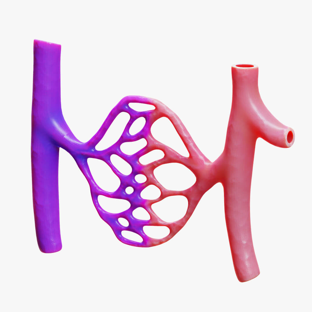 Blood Vessels - 3D Model by zames1992d