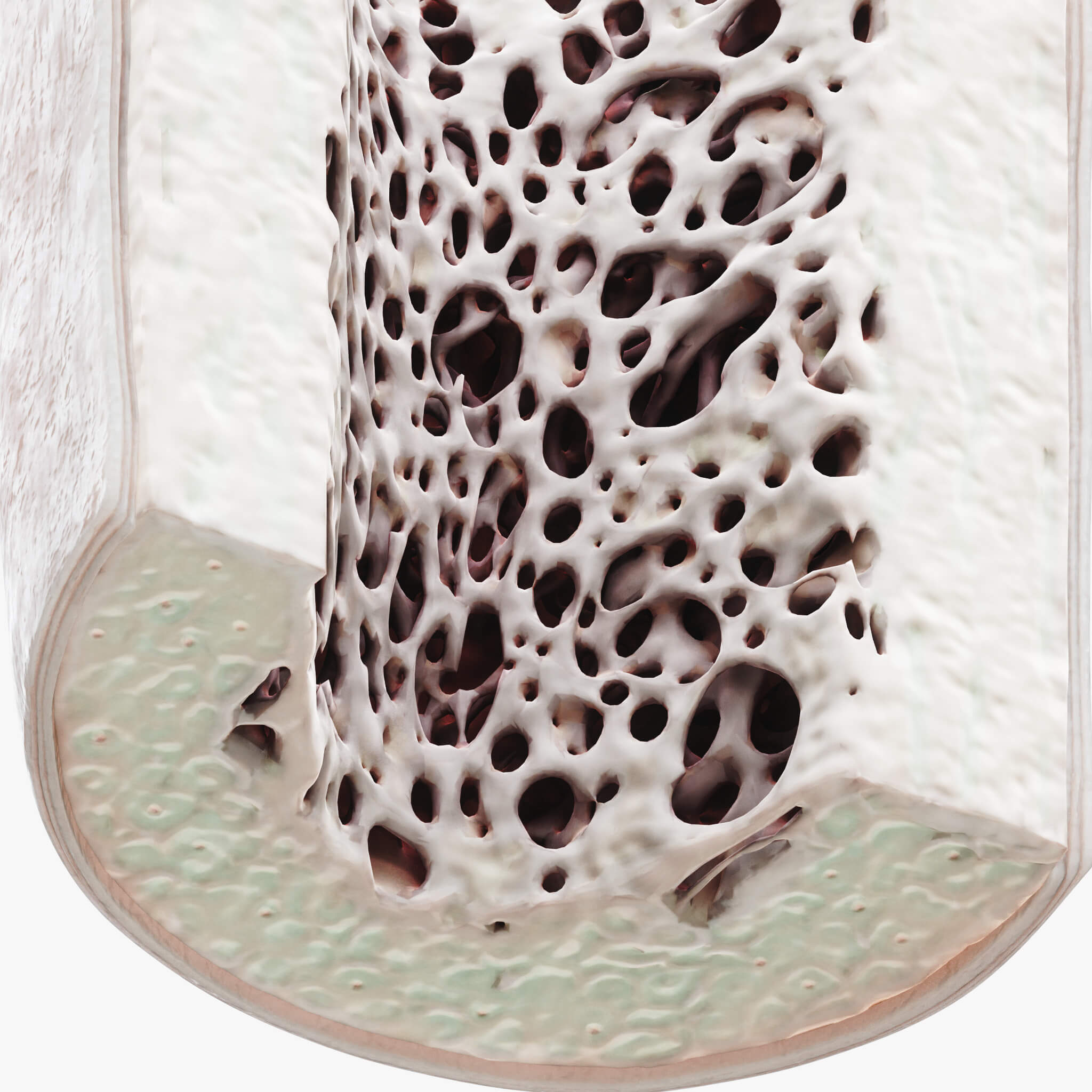 Bone Structure Anatomy Periosteum Spongy - 3D Model by zames1992d
