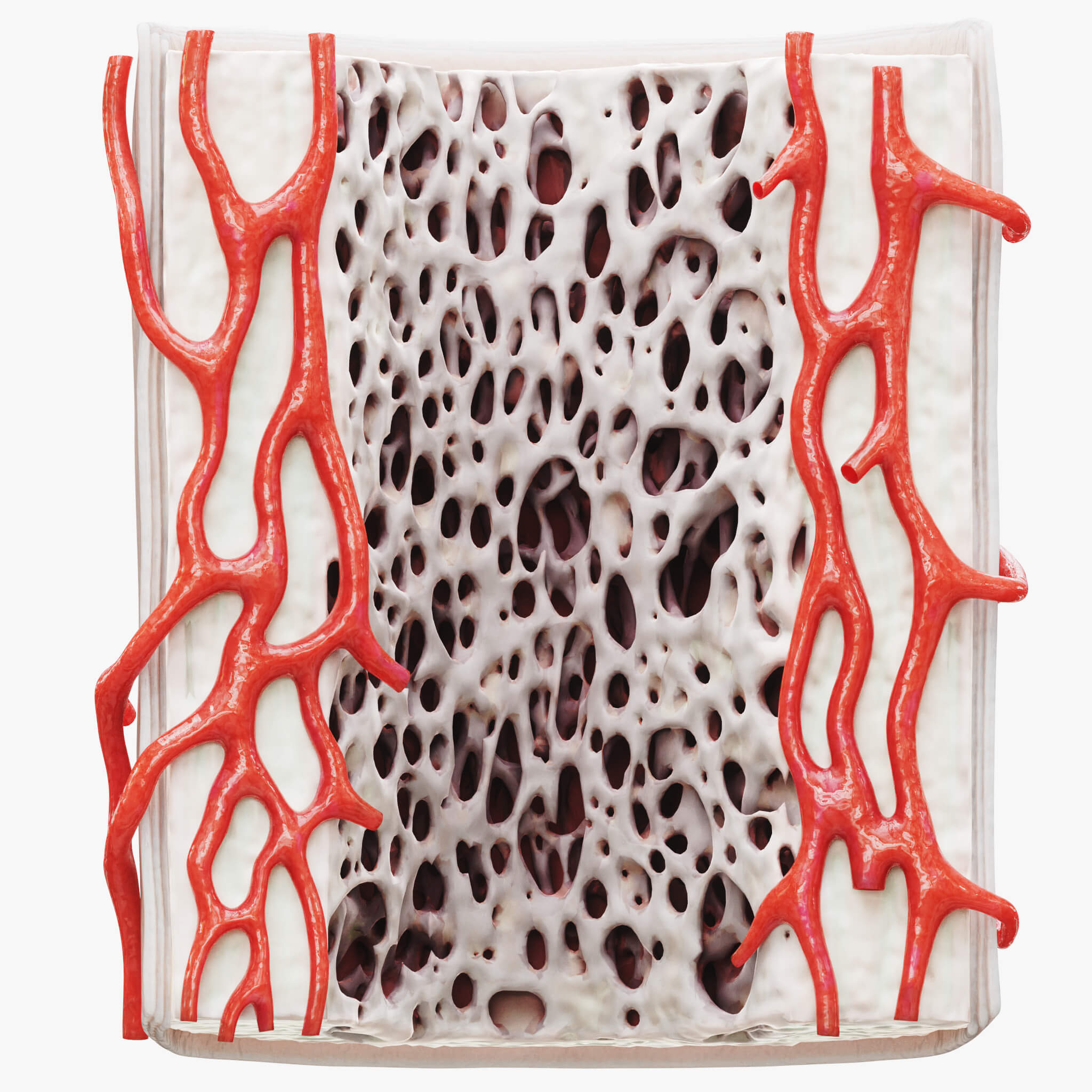 Bone Structure Anatomy Periosteum Spongy - 3D Model by zames1992d