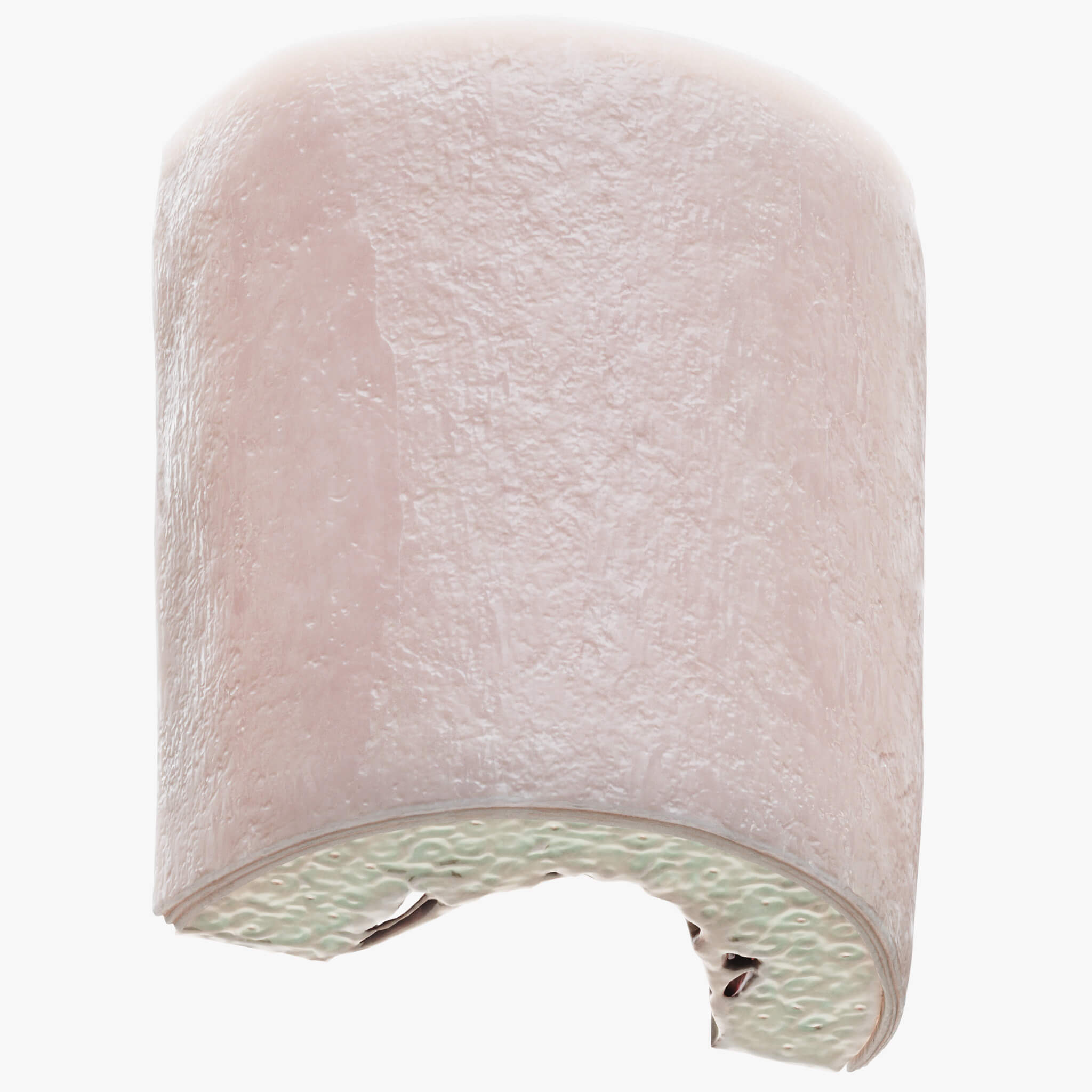 Bone Structure Anatomy Periosteum Spongy - 3D Model by zames1992d