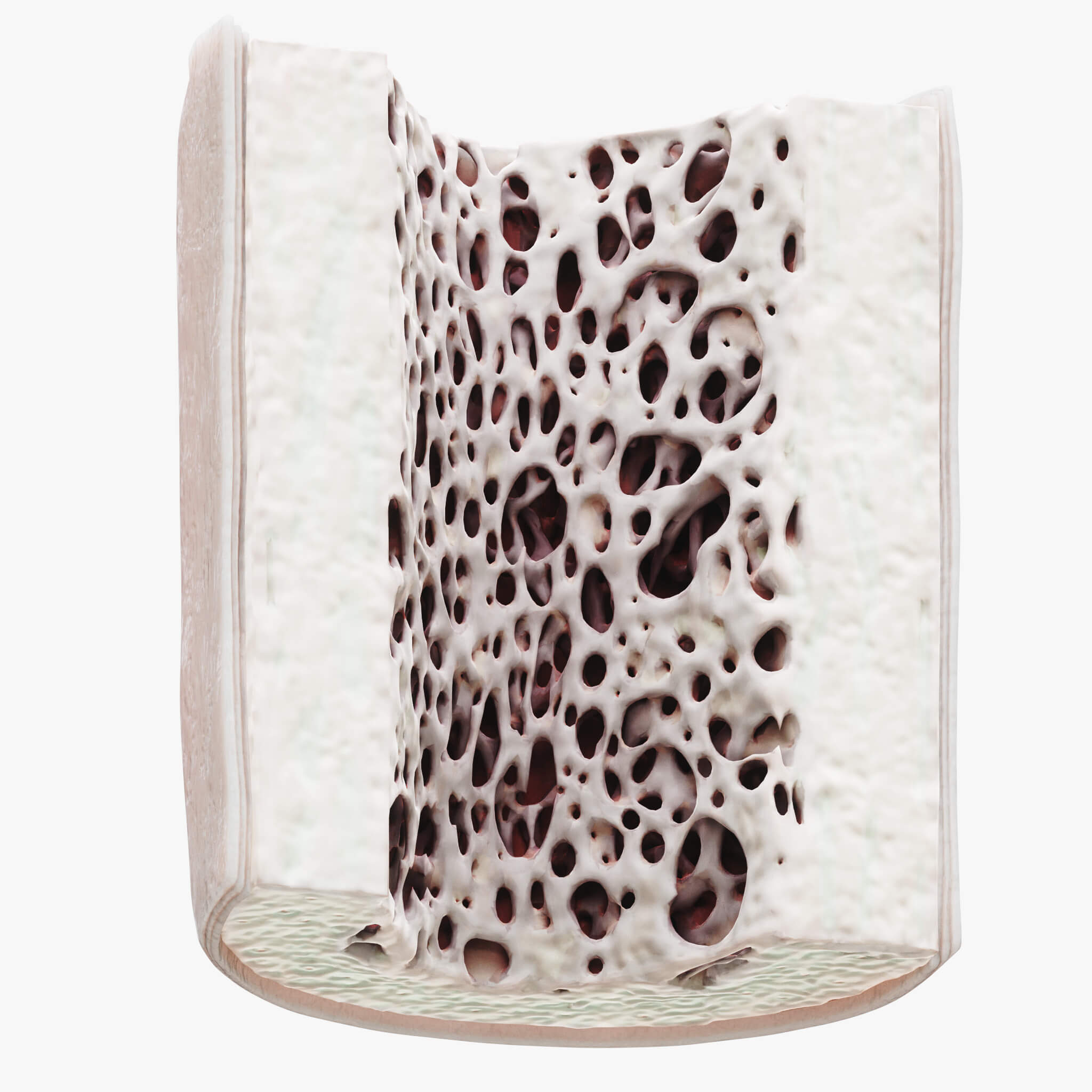 Bone Structure Anatomy Periosteum Spongy - 3D Model by zames1992d