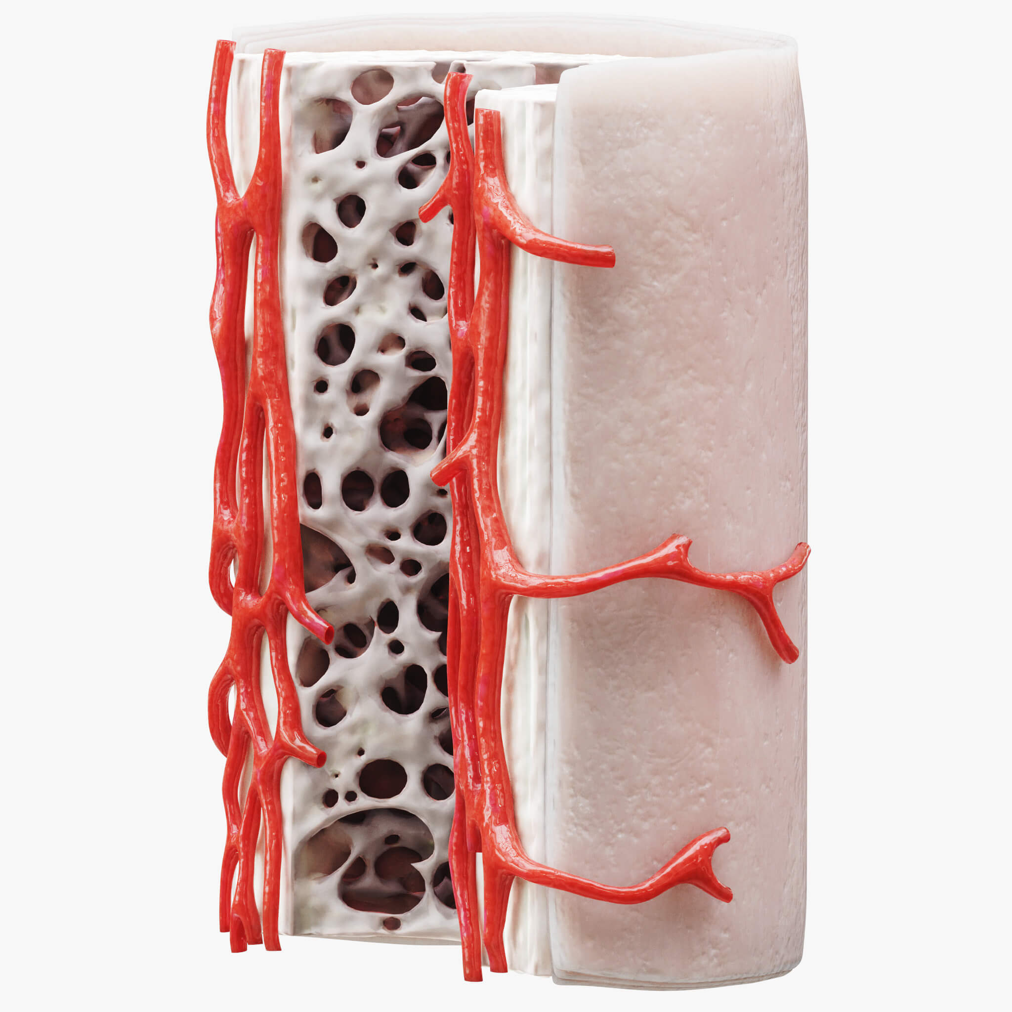 Bone Structure Anatomy Periosteum Spongy - 3D Model by zames1992d