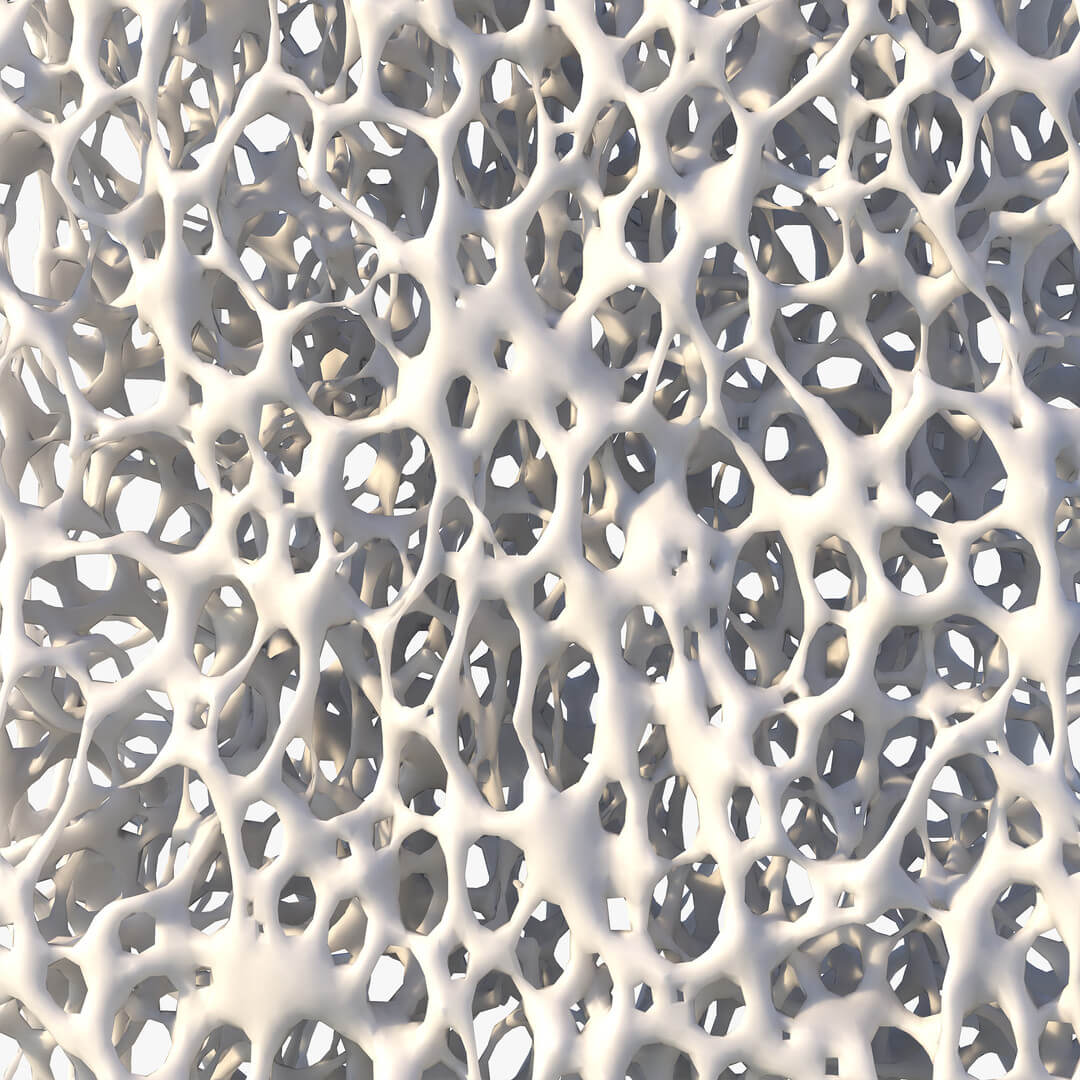Bone Structure Sponge - 3D Model by zames1992d