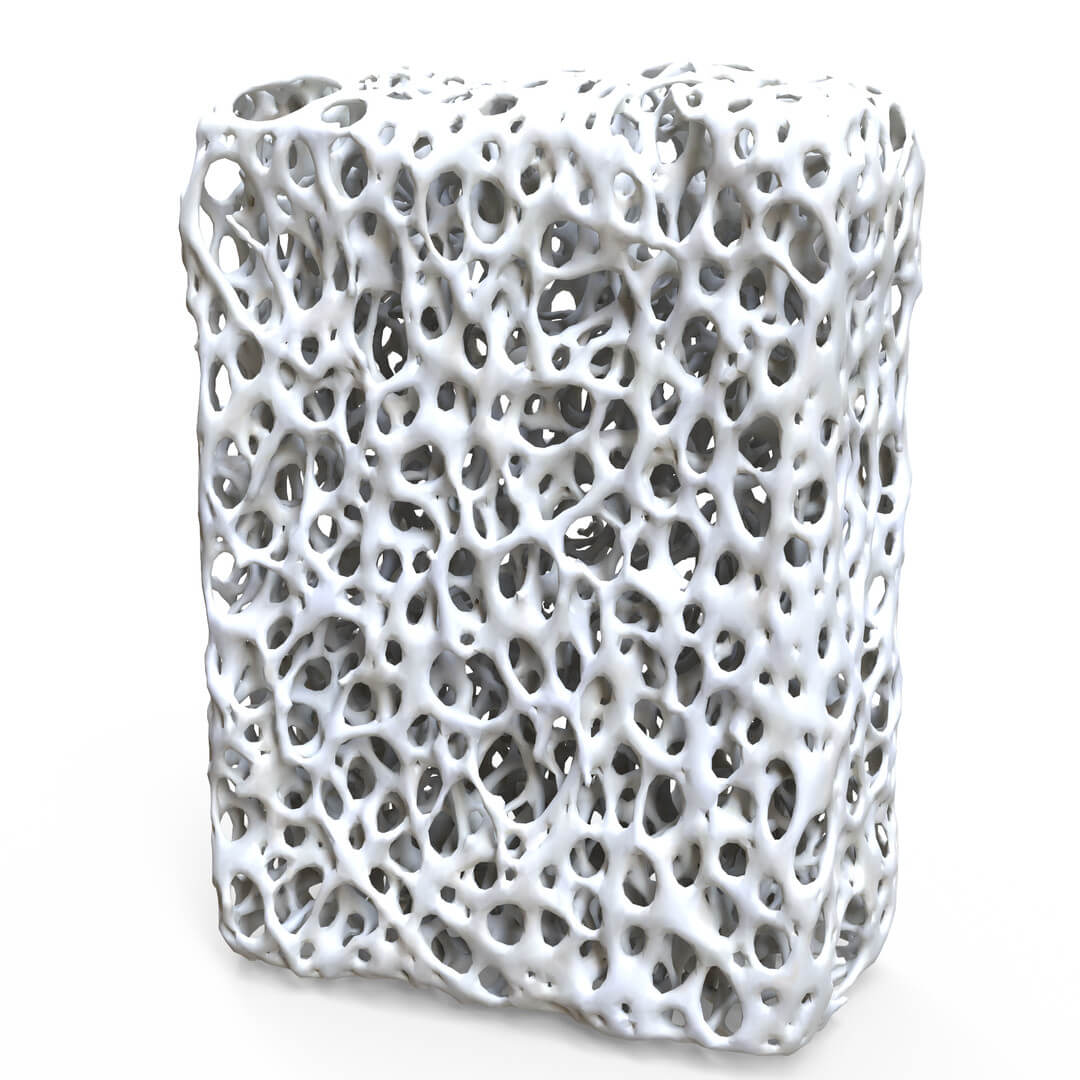 Bone Structure - 3D Model by zames1992d