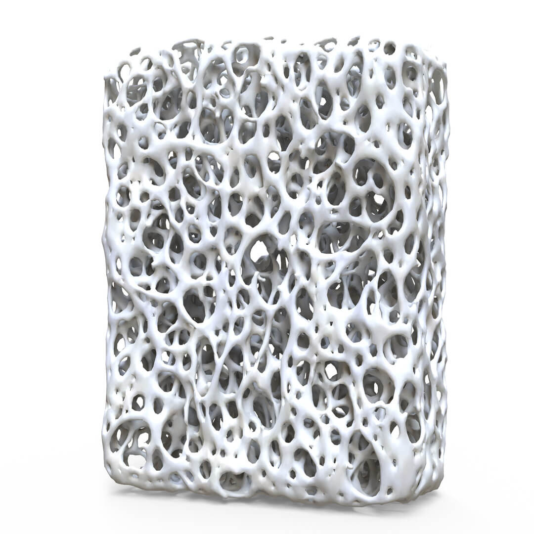 Bone Structure - 3D Model by zames1992d