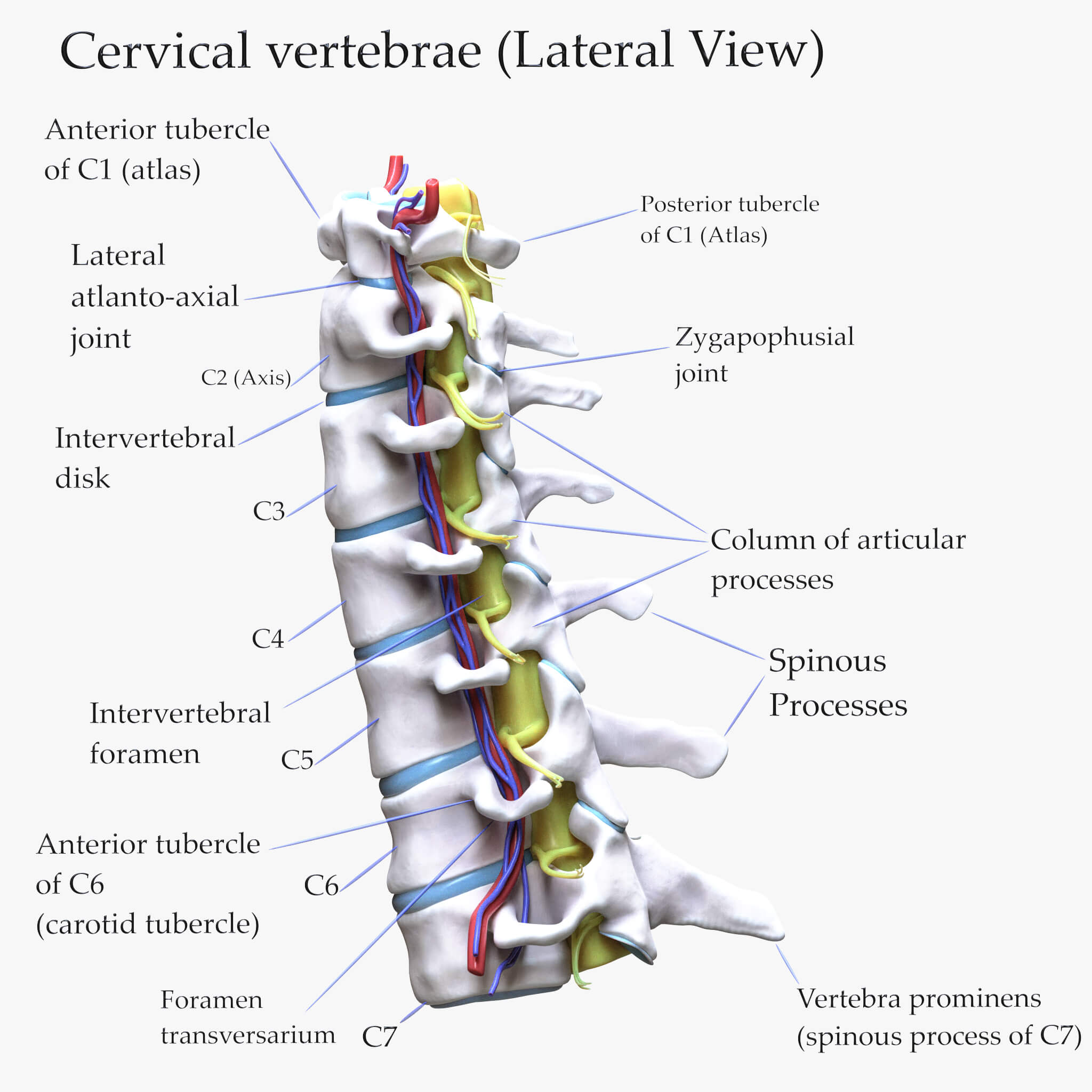 Cervical Spine Vertebrae - 3D Model by zames1992d