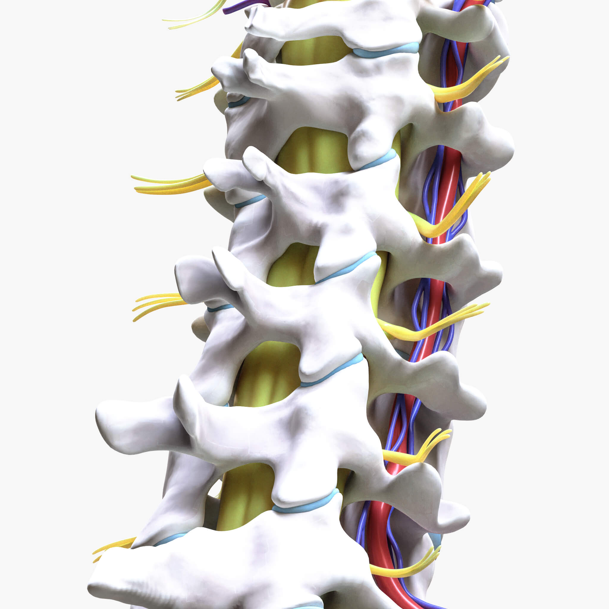 Cervical Spine Vertebrae - 3D Model by zames1992d