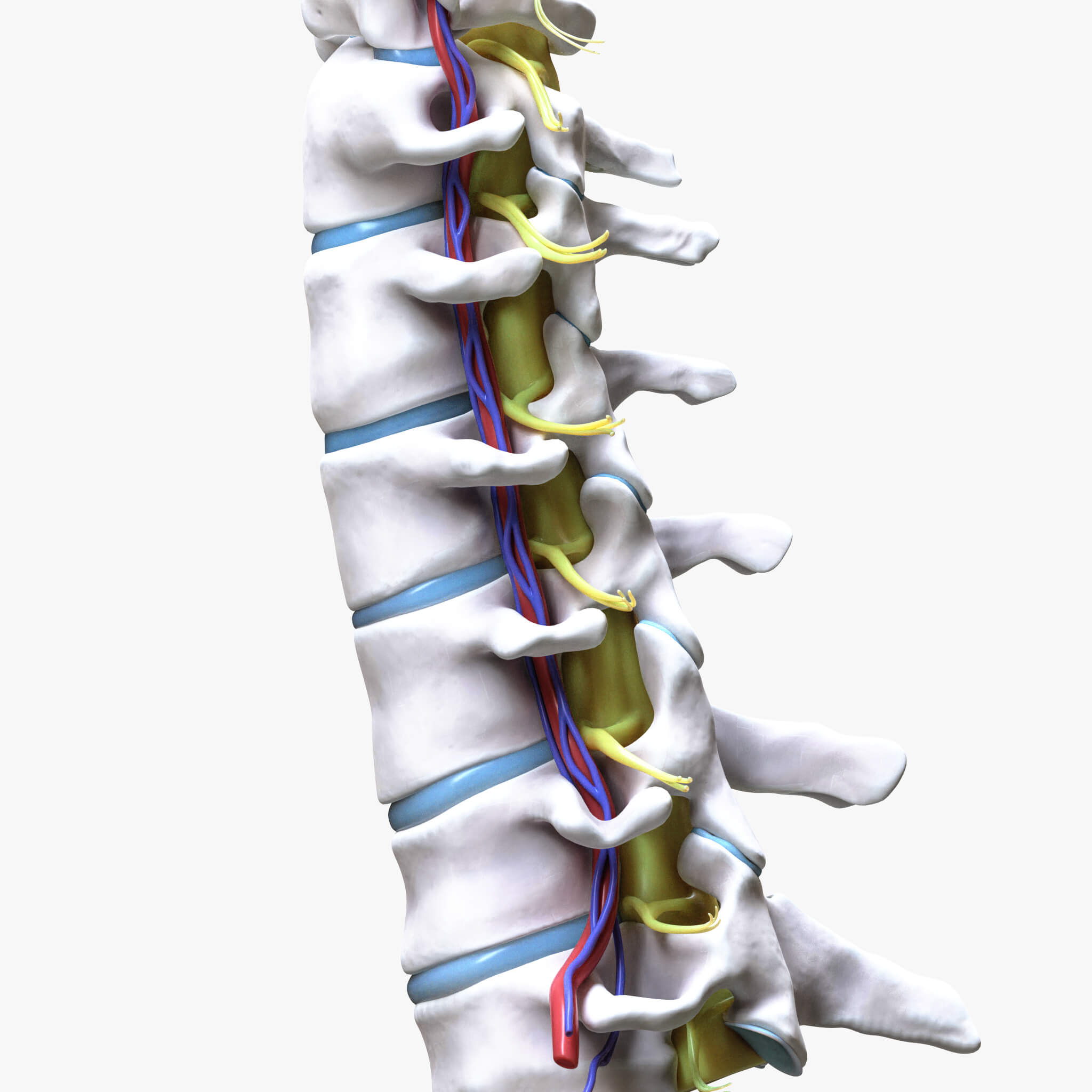 Cervical Spine Vertebrae - 3D Model by zames1992d