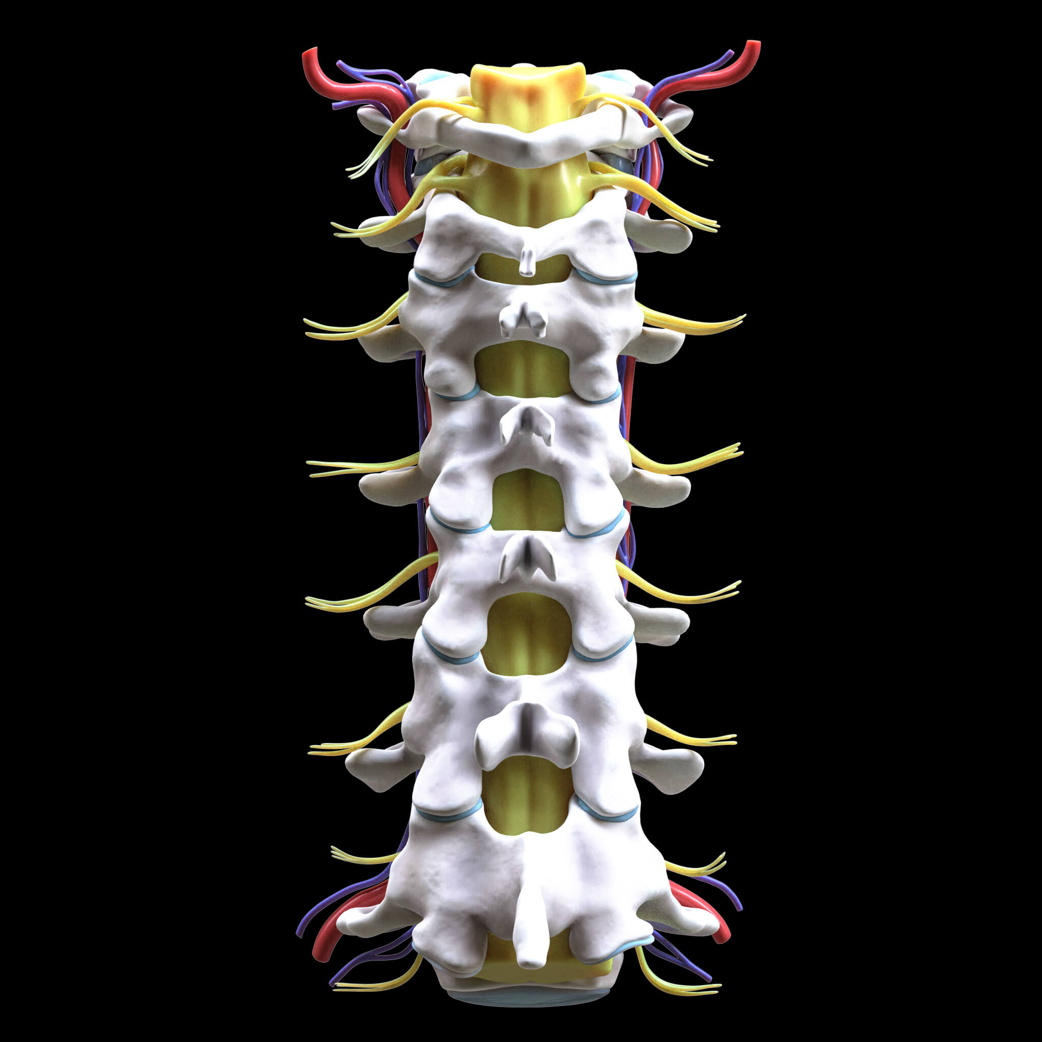 Cervical Spine Vertebrae - 3D Model by zames1992d