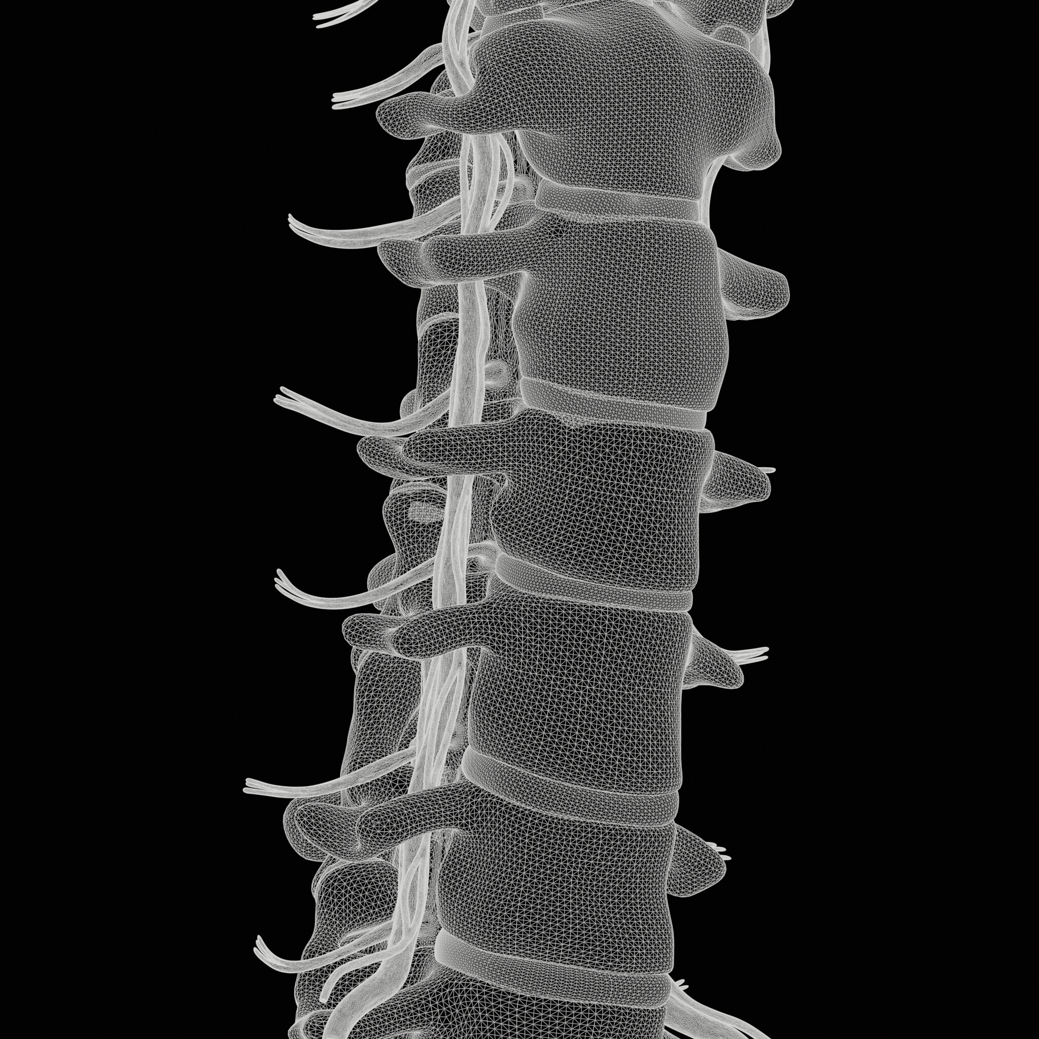 Cervical Spine Vertebrae - 3D Model by zames1992d