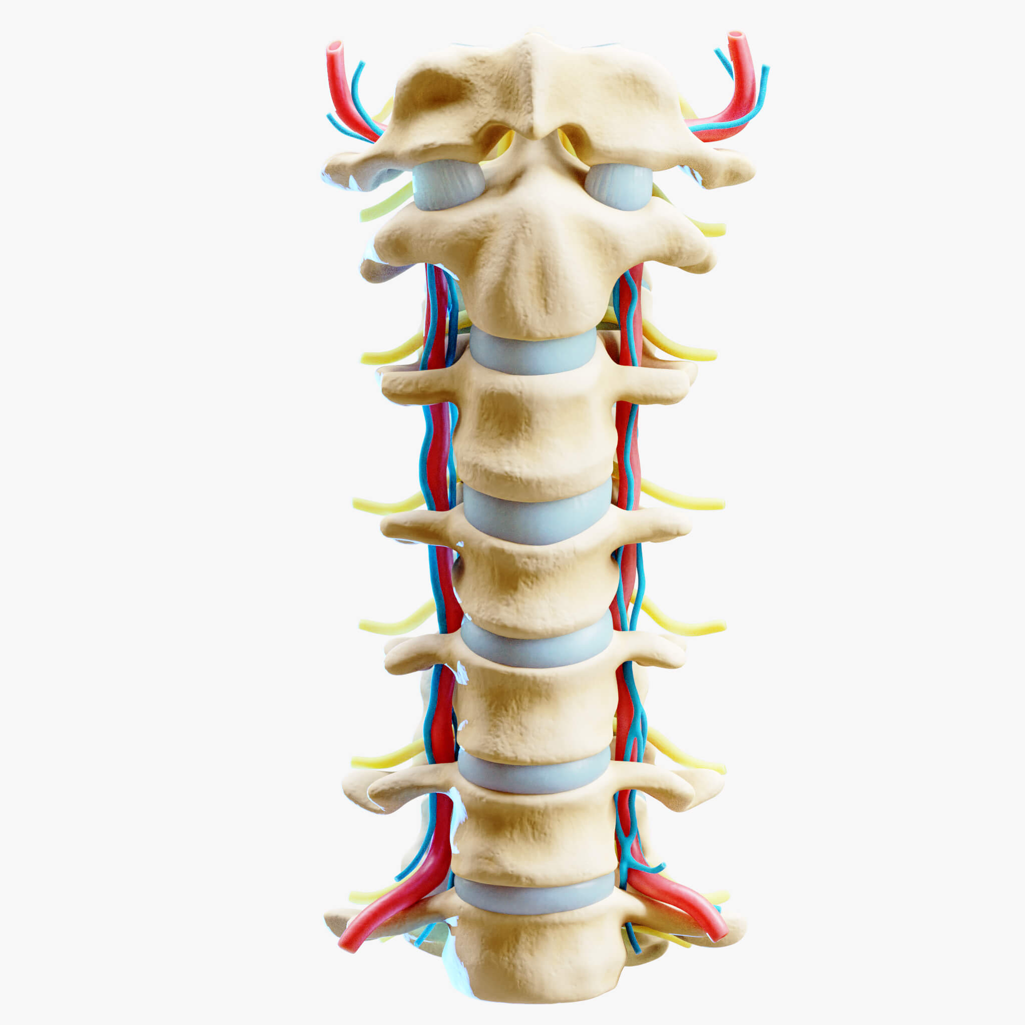 Cervical Spine Anterior Anatomy - 3D Model by zames1992d