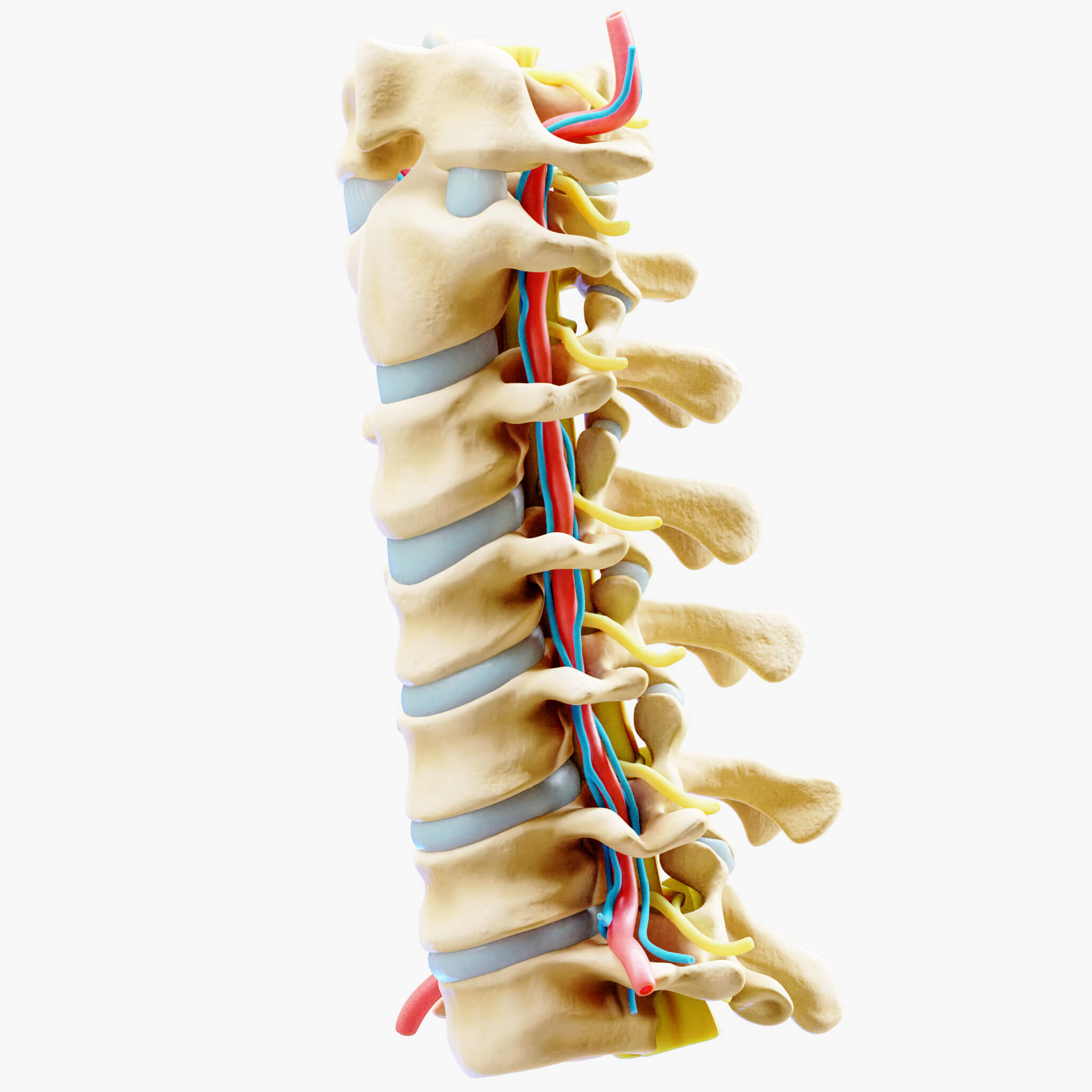 Cervical Spine Anterior Anatomy - 3D Model by zames1992d