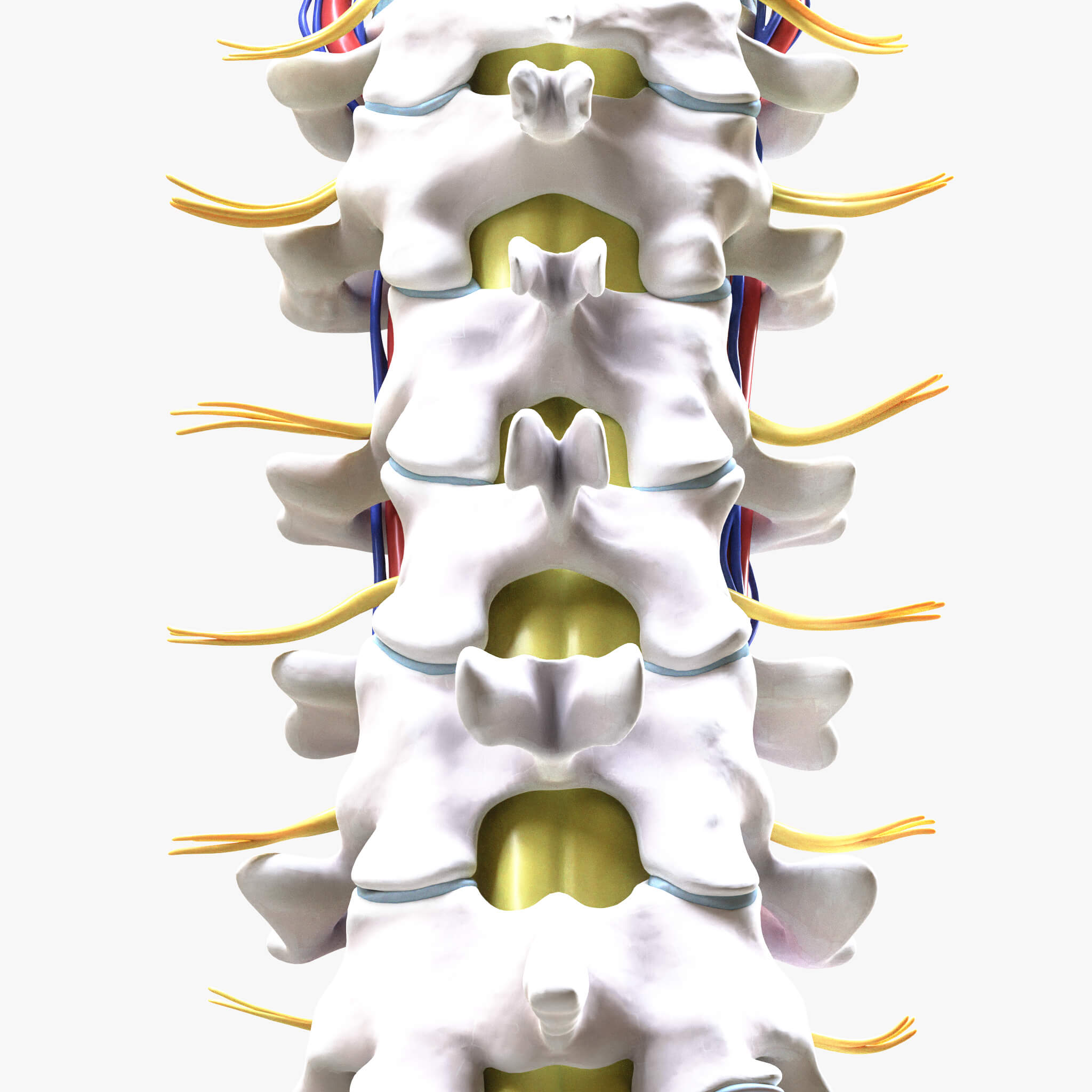 Cervical Spine Vertebrae Nerve - 3D Model by zames1992d