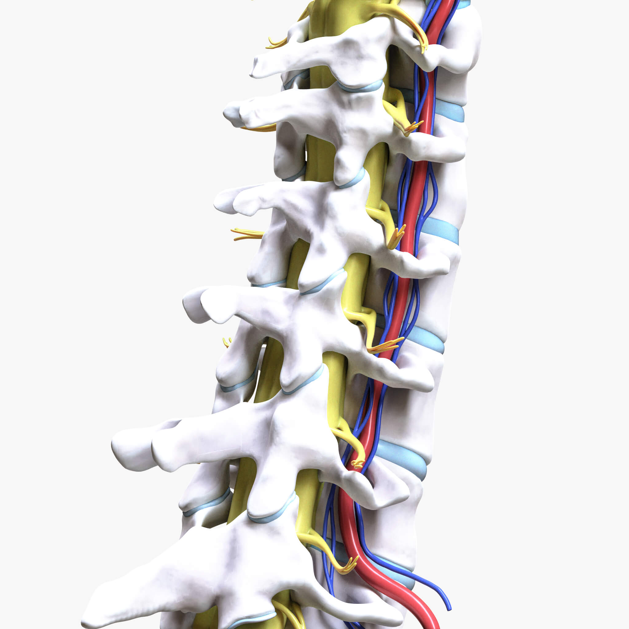 Cervical Spine Vertebrae Nerve - 3D Model by zames1992d